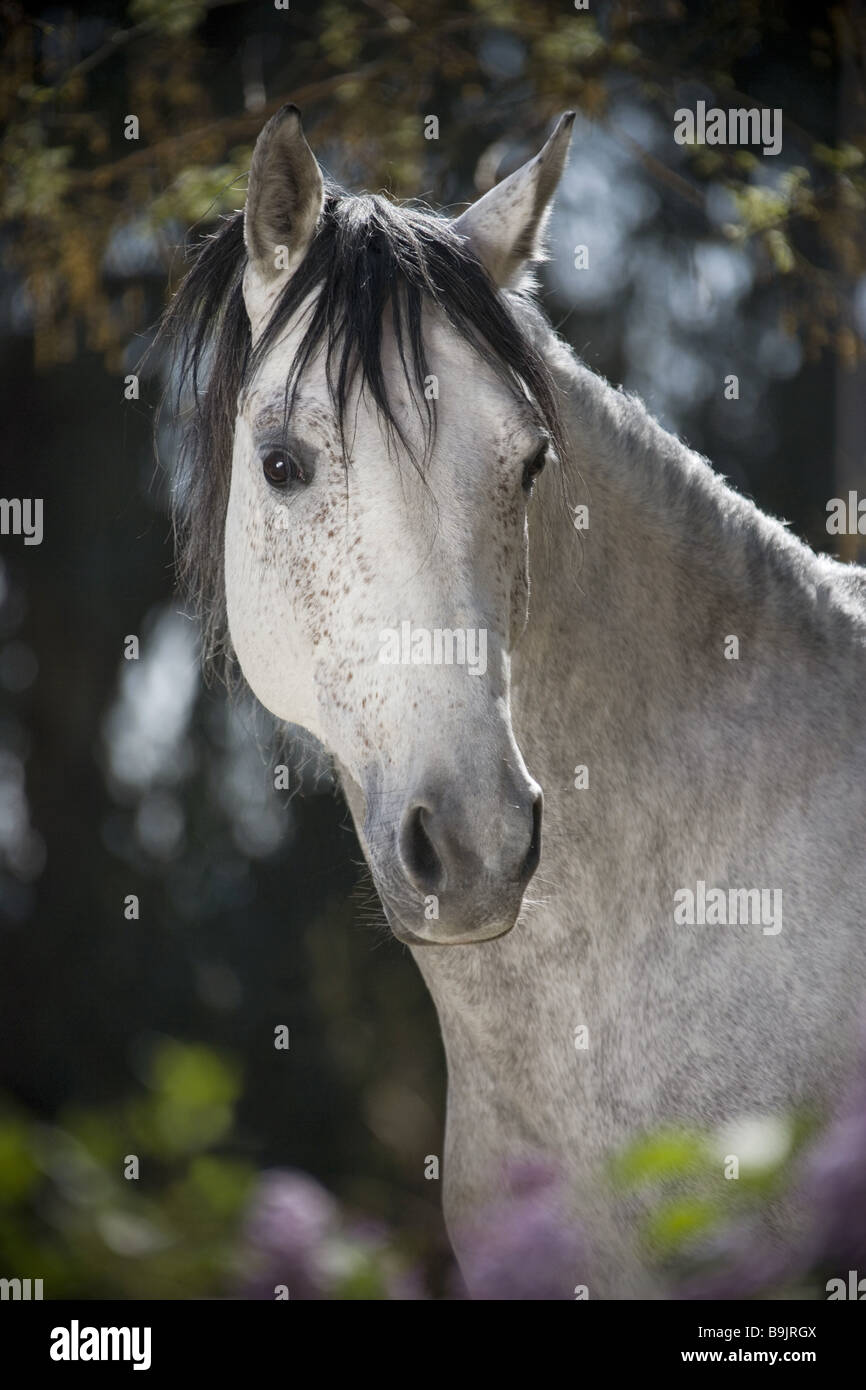 Arabe barb horse Banque de photographies et d’images à haute résolution ...