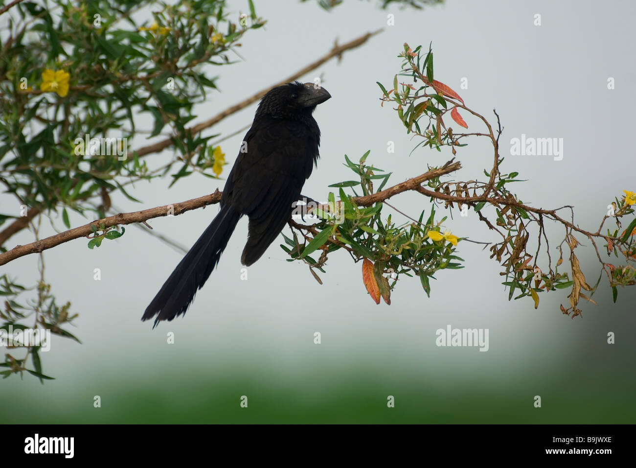 Smooth billed ani Banque de photographies et d’images à haute ...