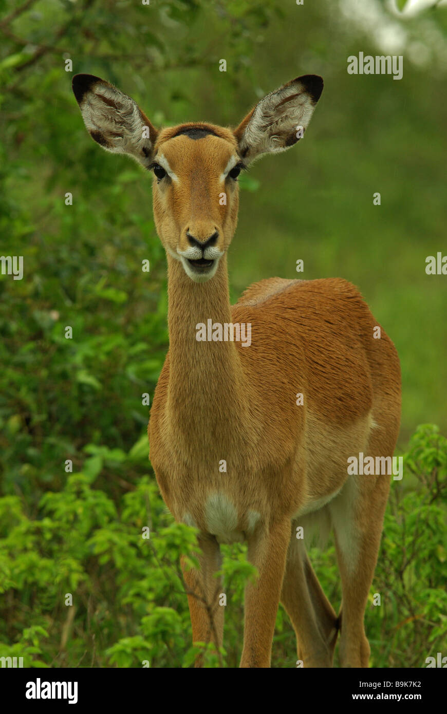 Kobus kob Banque de photographies et d’images à haute résolution - Alamy