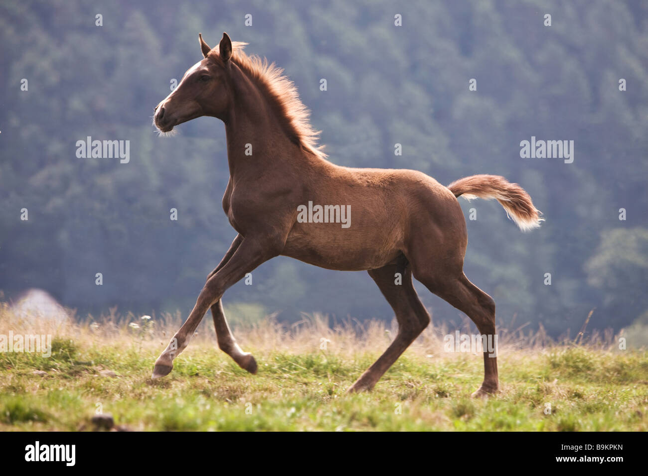 Arabe barb horse Banque de photographies et d’images à haute résolution ...
