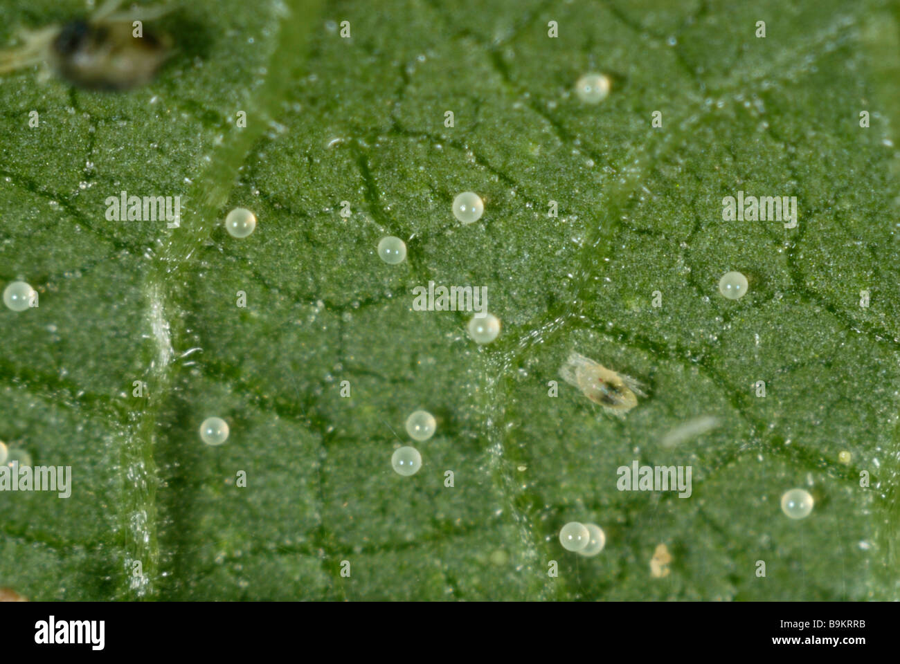 Tétranyque à deux points Tetranychus urticae oeufs sur la surface des ...