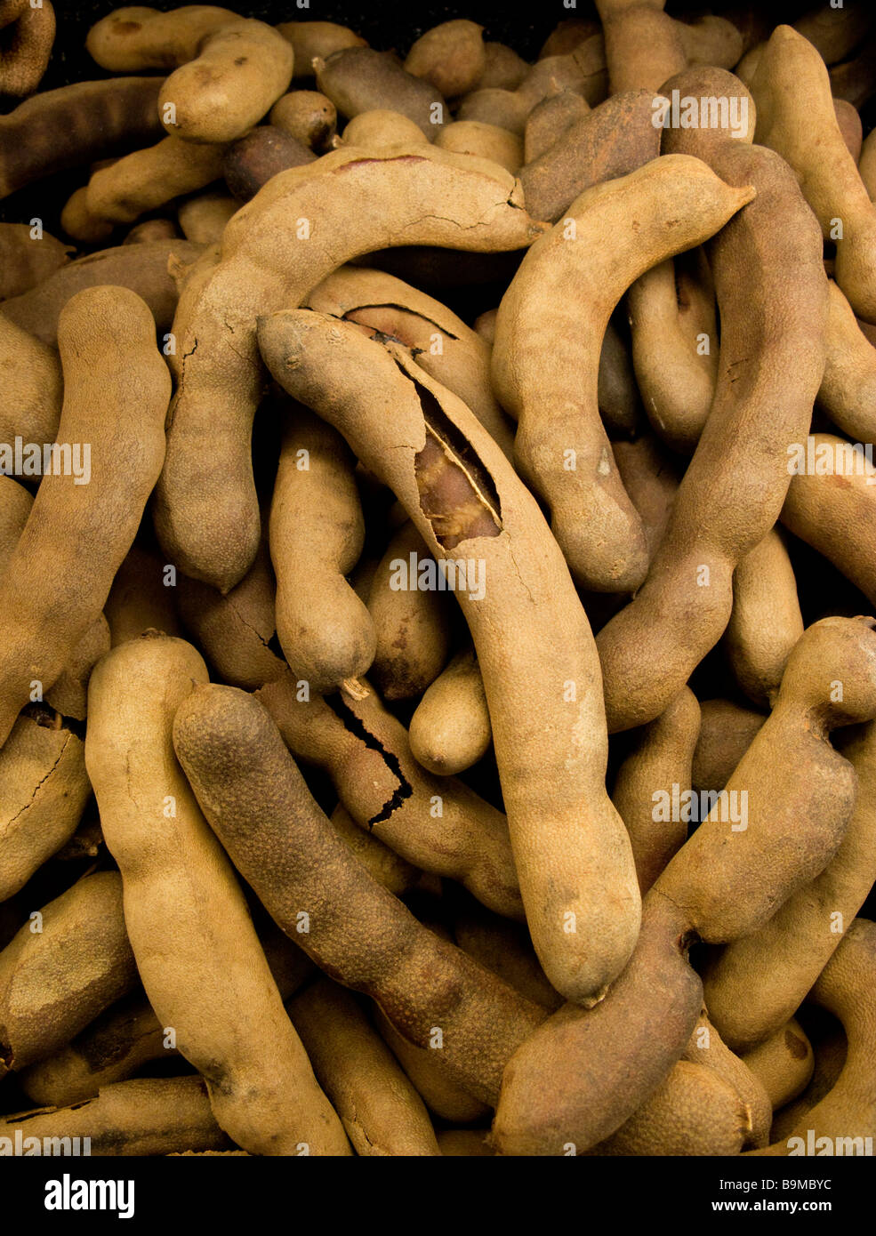 Le tamarin est originaire d'Afrique tropicale et est maintenant cultivé ...