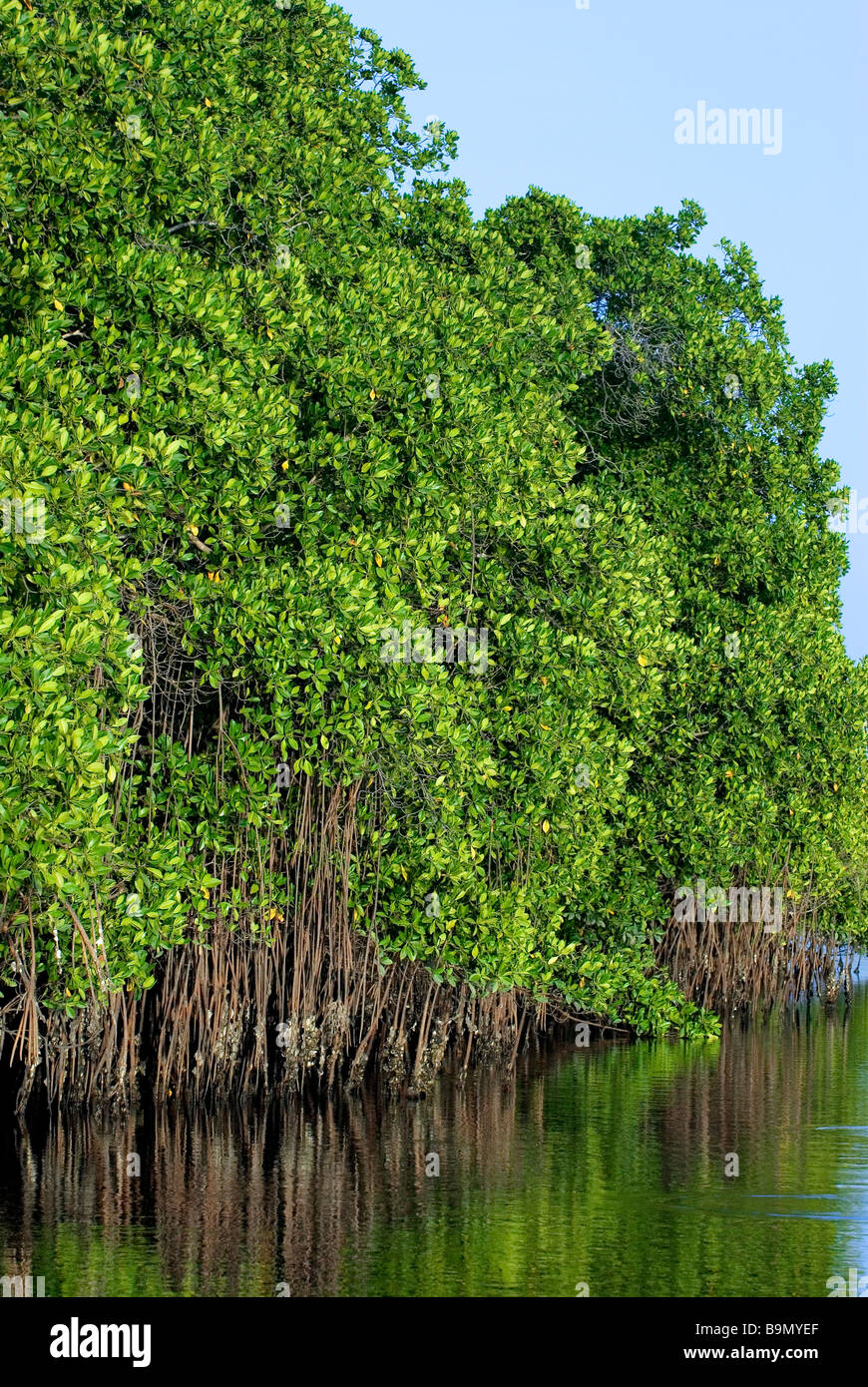 Senegal saloum river delta mangrove Banque de photographies et d’images ...