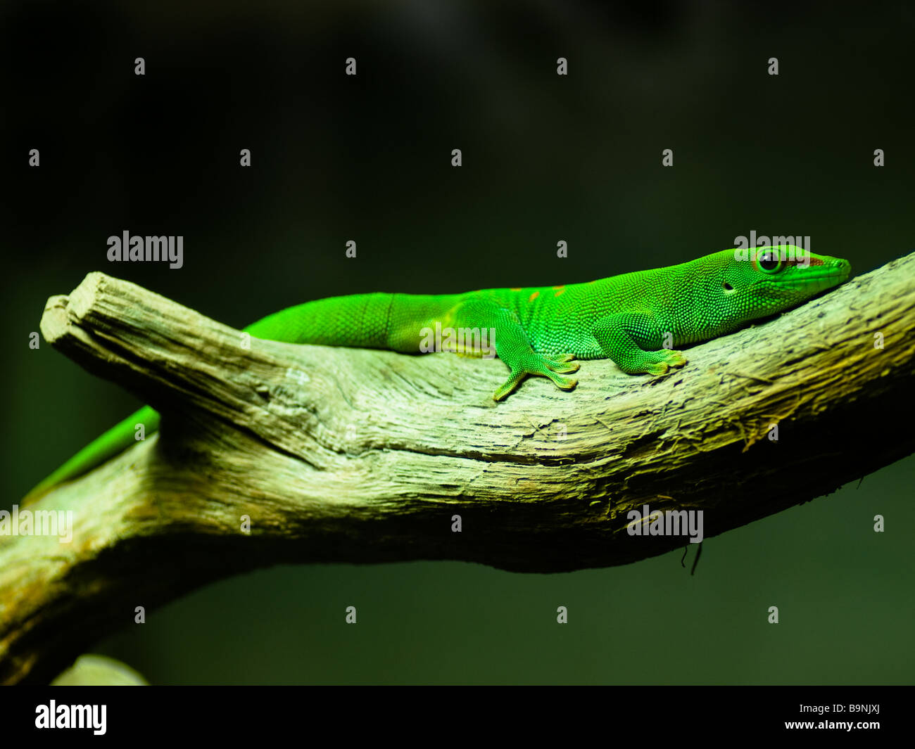 Gekko madagascariensis Banque de photographies et d’images à haute ...