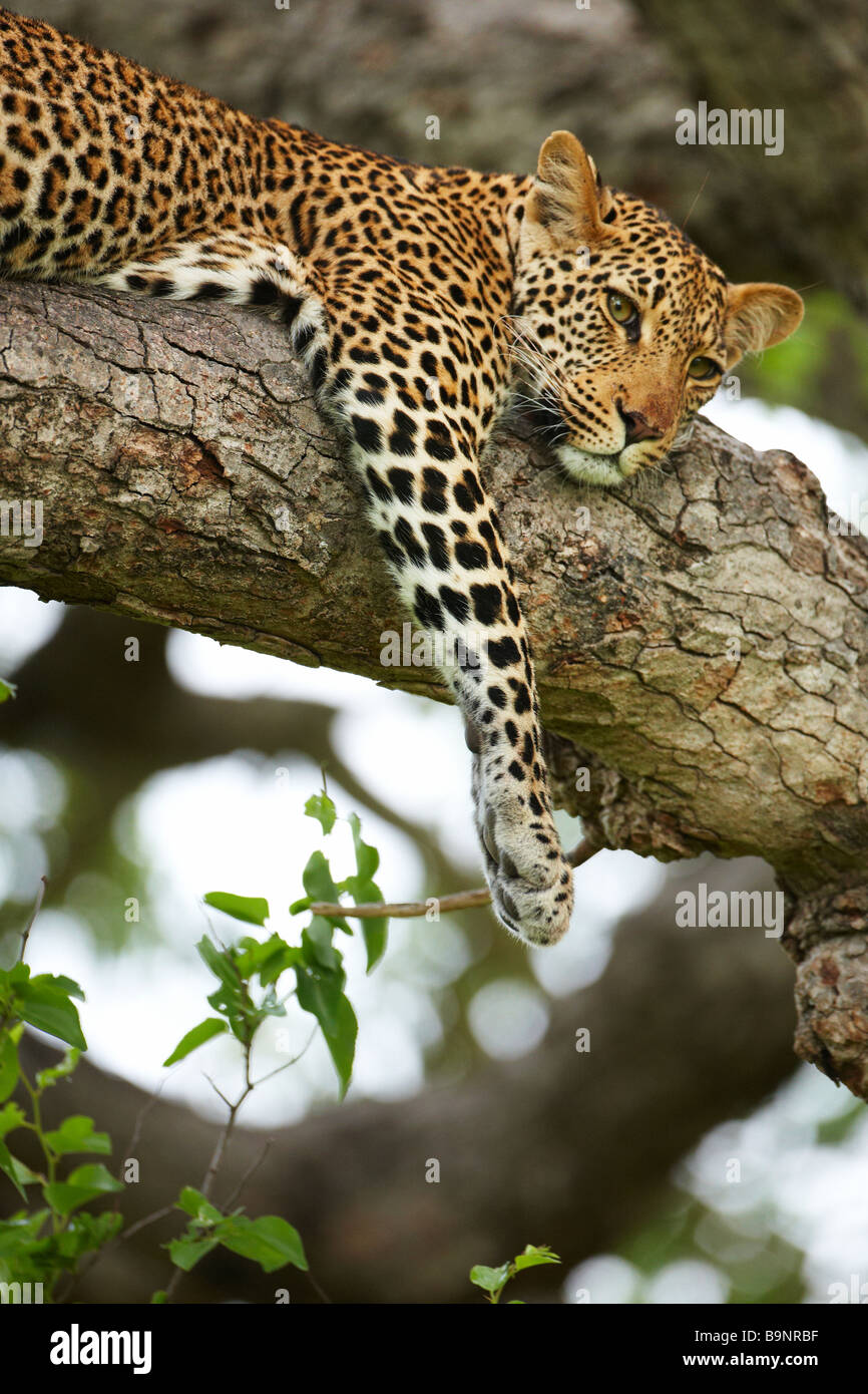 Leopard se reposant dans un arbre, Kruger National Park, Afrique du Sud ...
