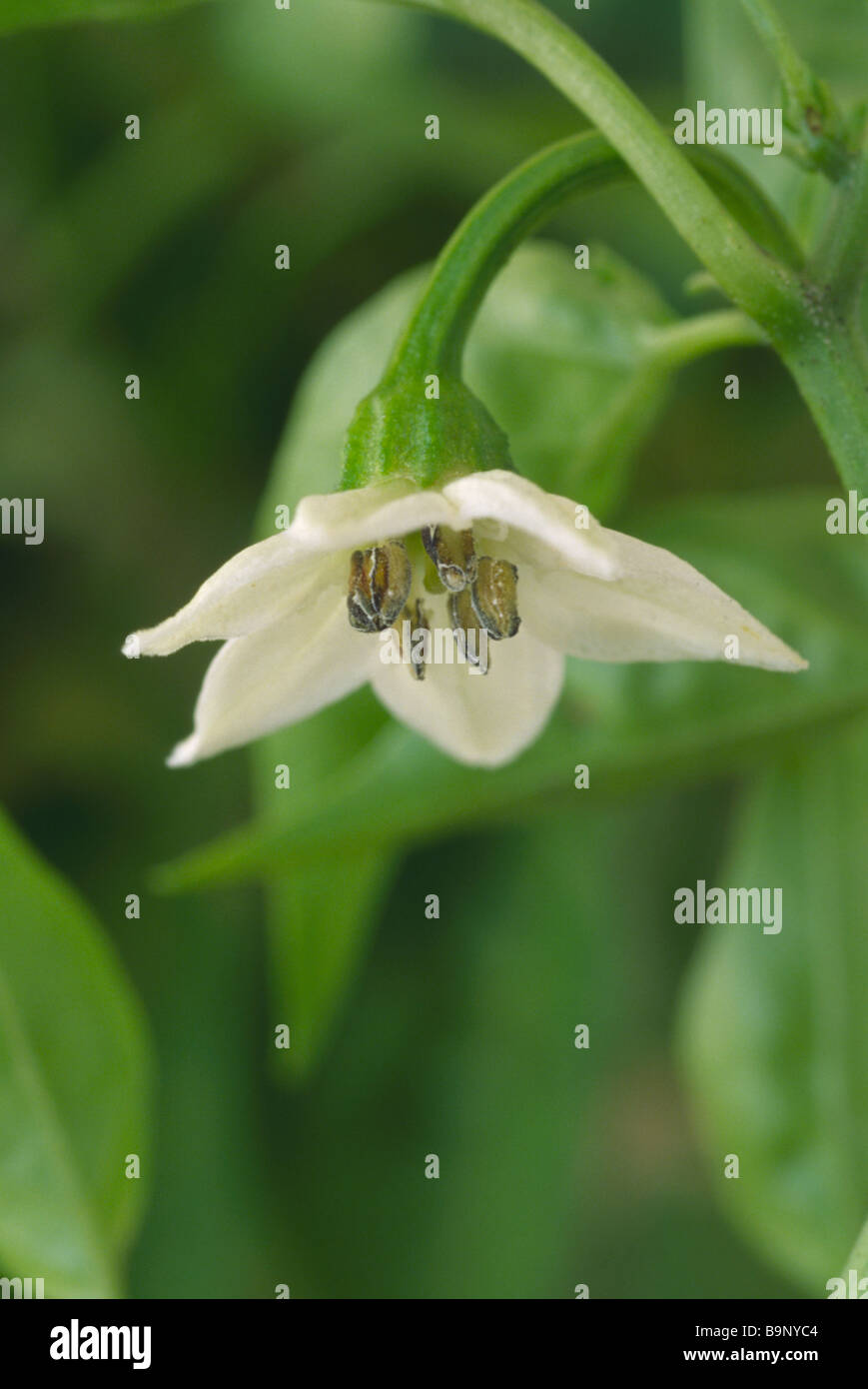 Chili pepper plant white flowers Banque de photographies et d’images à ...