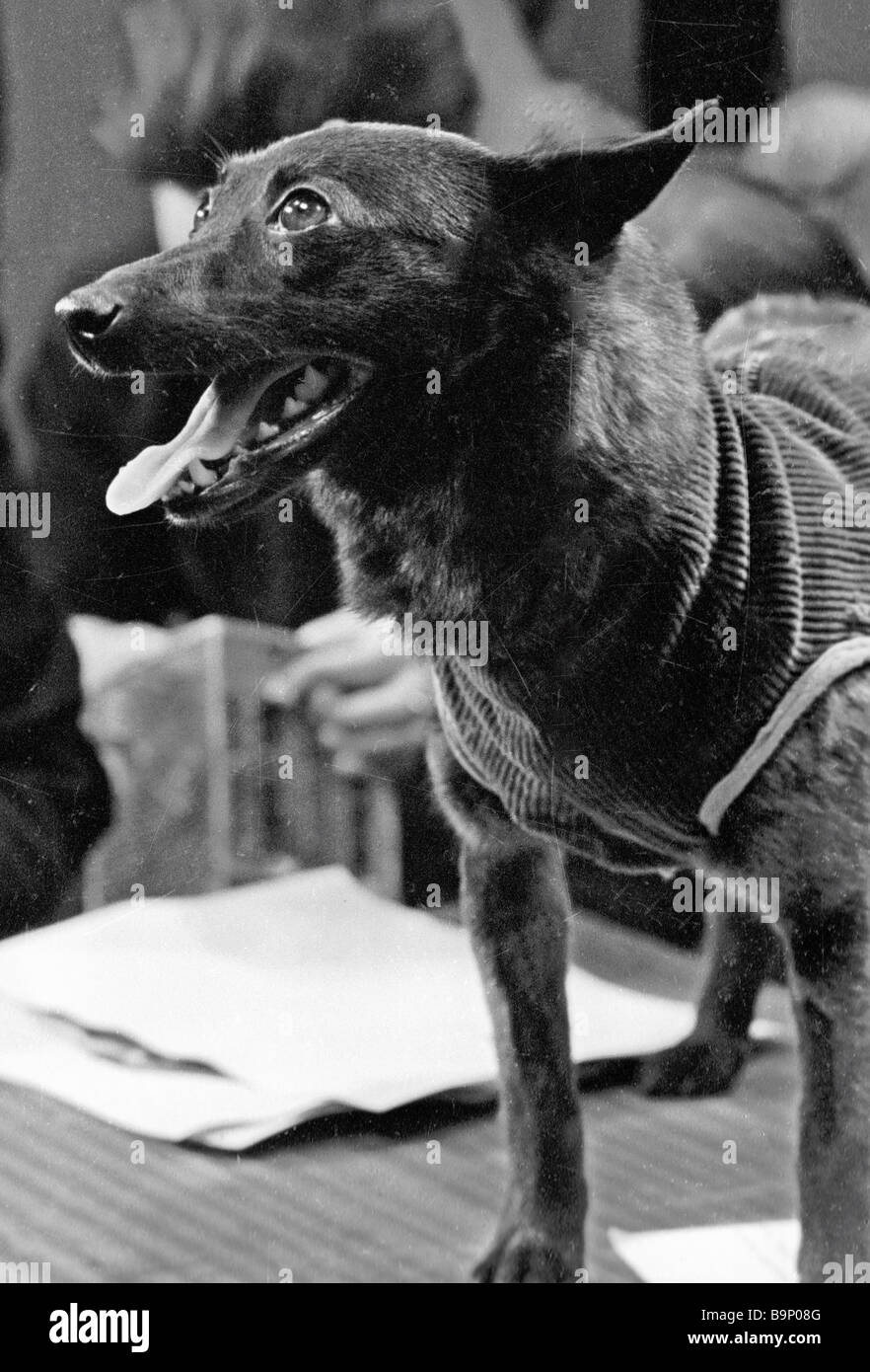 Le chien qui est allé jusqu'au quatrième satellite en orbite autour de ...