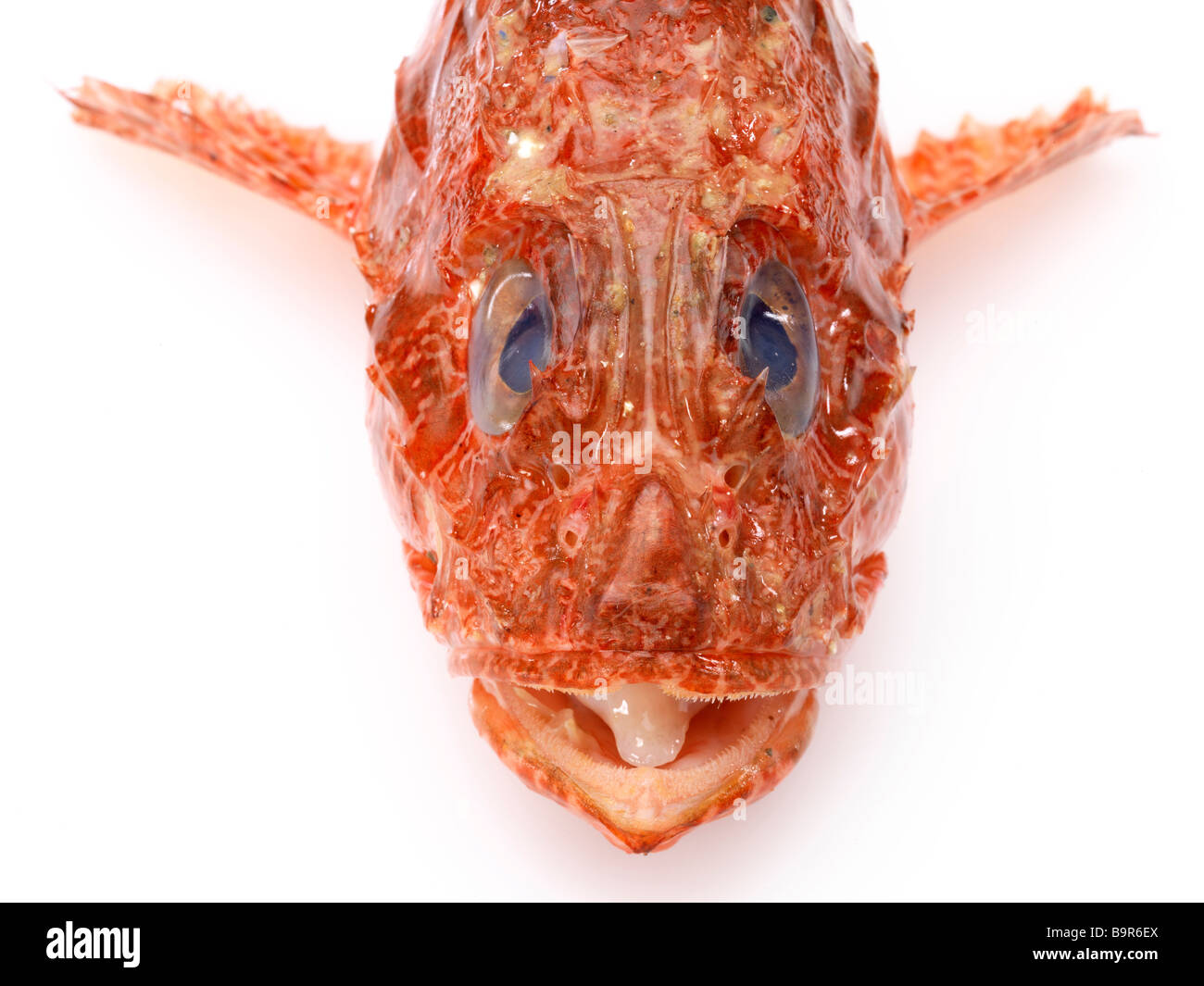 Poisson scorpion Banque de photographies et d’images à haute résolution ...