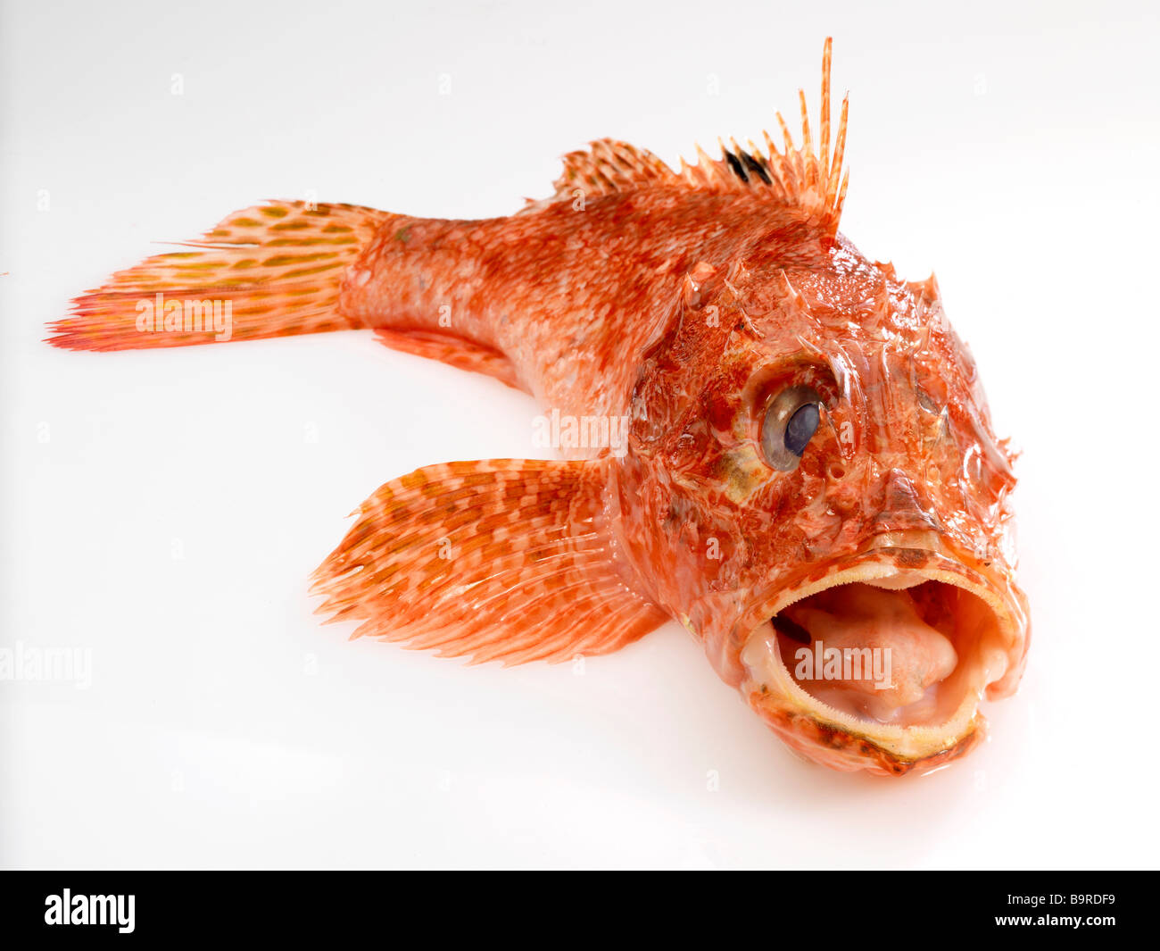 Scorpion fish [rascasse rouge] Banque de photographies et d’images à ...