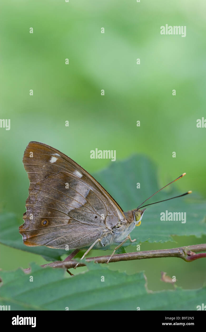 Petits papillons empereur violet Banque de photographies et d’images à ...