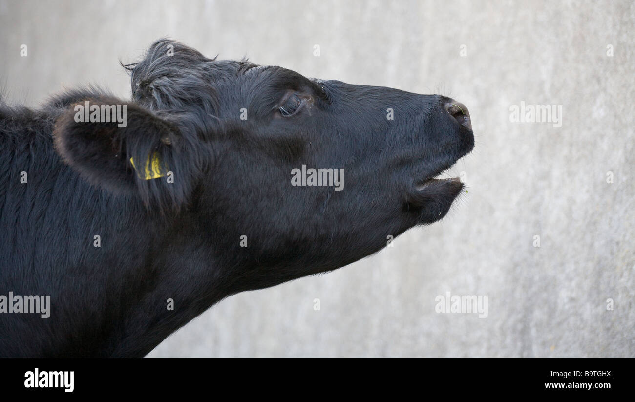 Vache qui pleure Banque de photographies et d’images à haute résolution ...