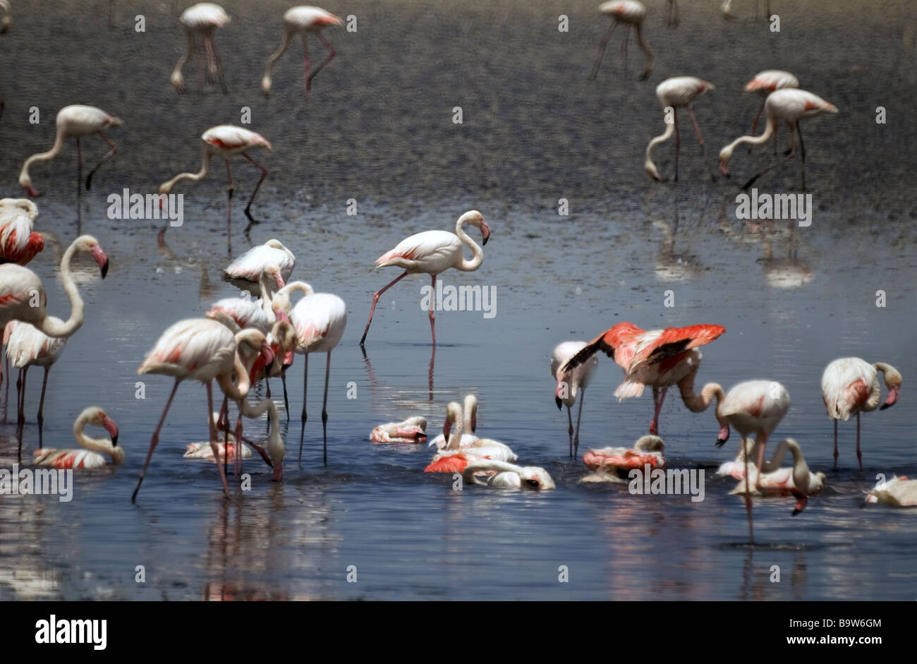 Flamants roses au lac de natron Banque de photographies et d’images à ...