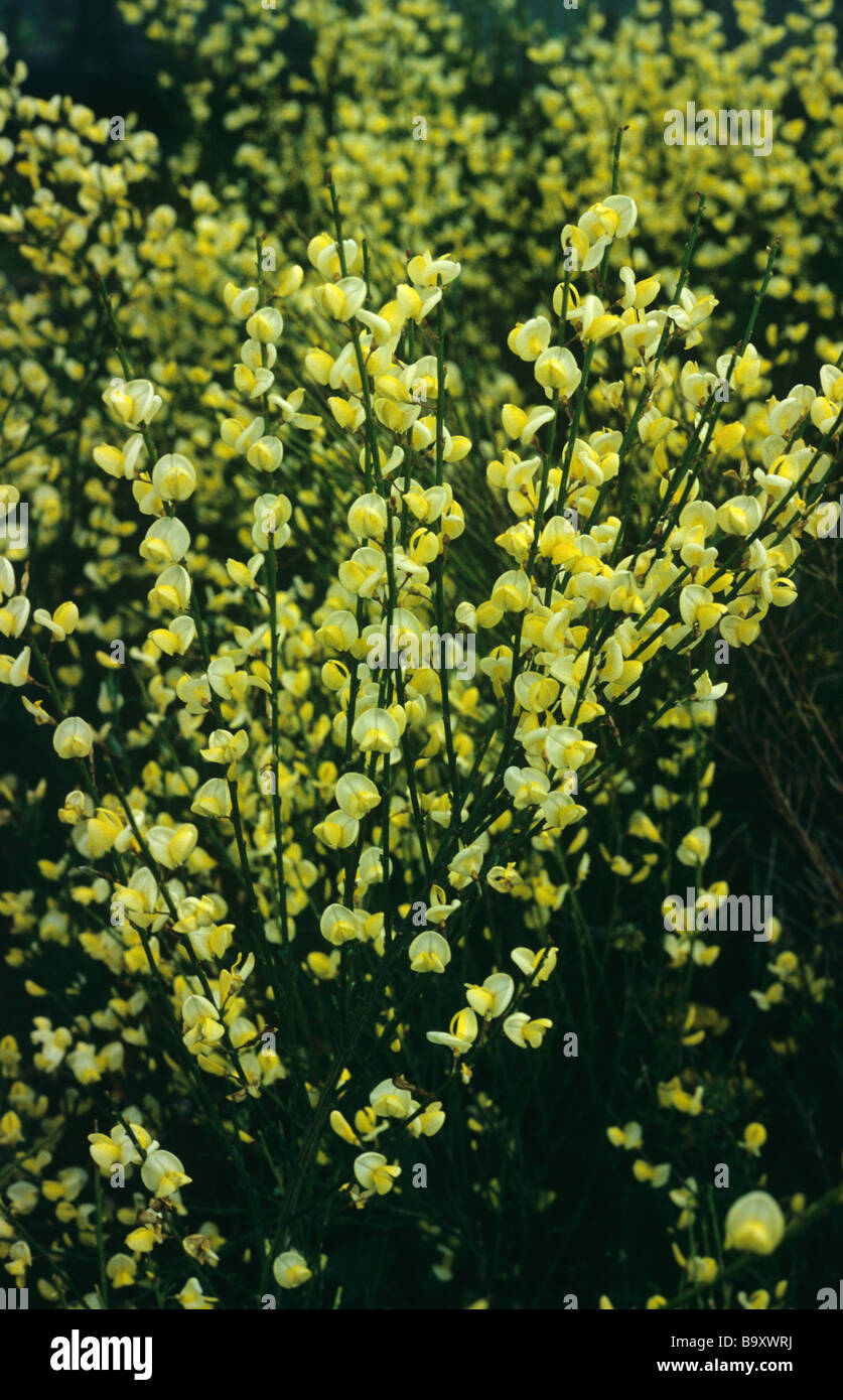 Cytisus praecox Banque de photographies et d’images à haute résolution ...