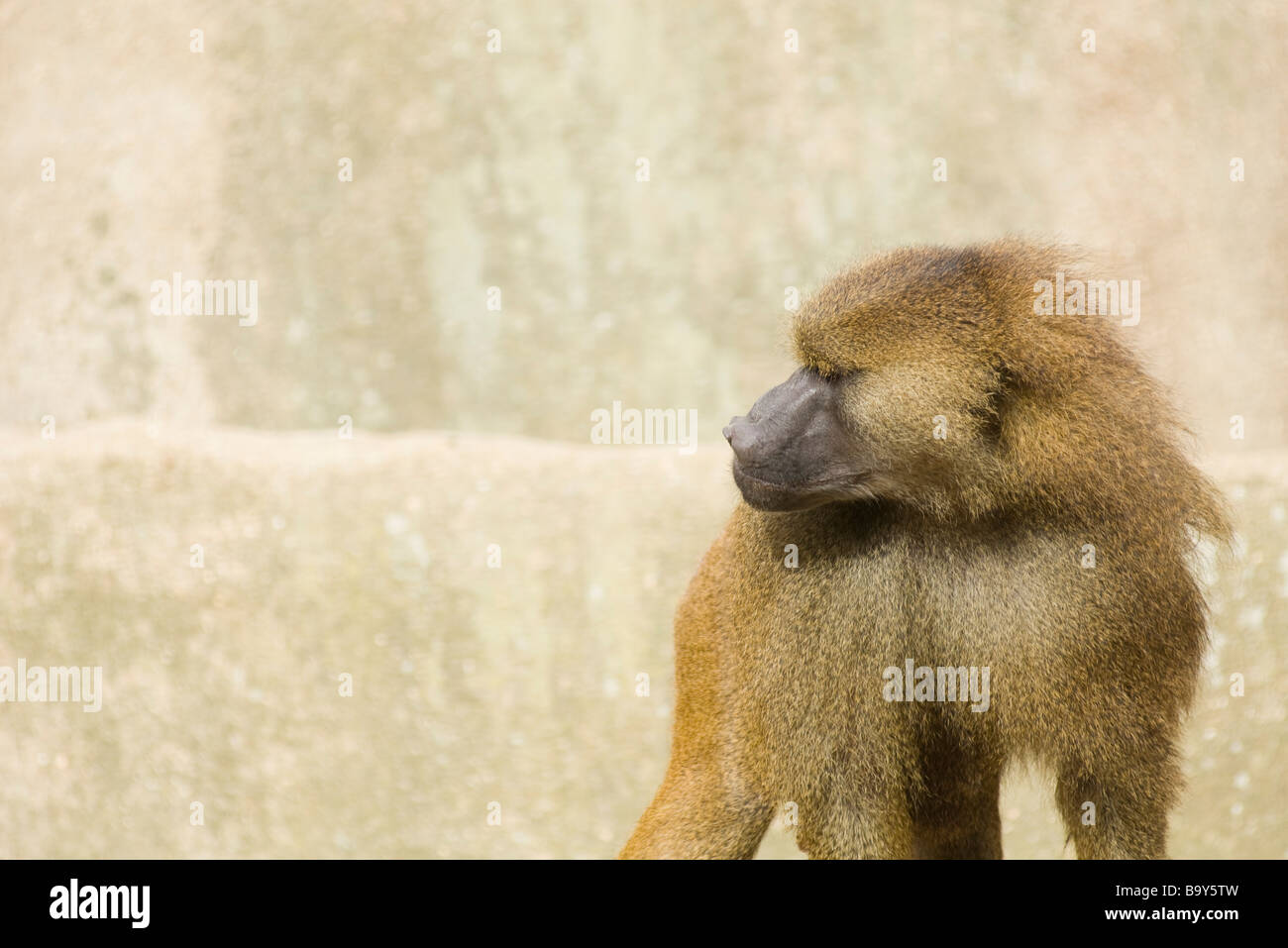 Babouin de guinée papio papio Banque de photographies et d’images à ...