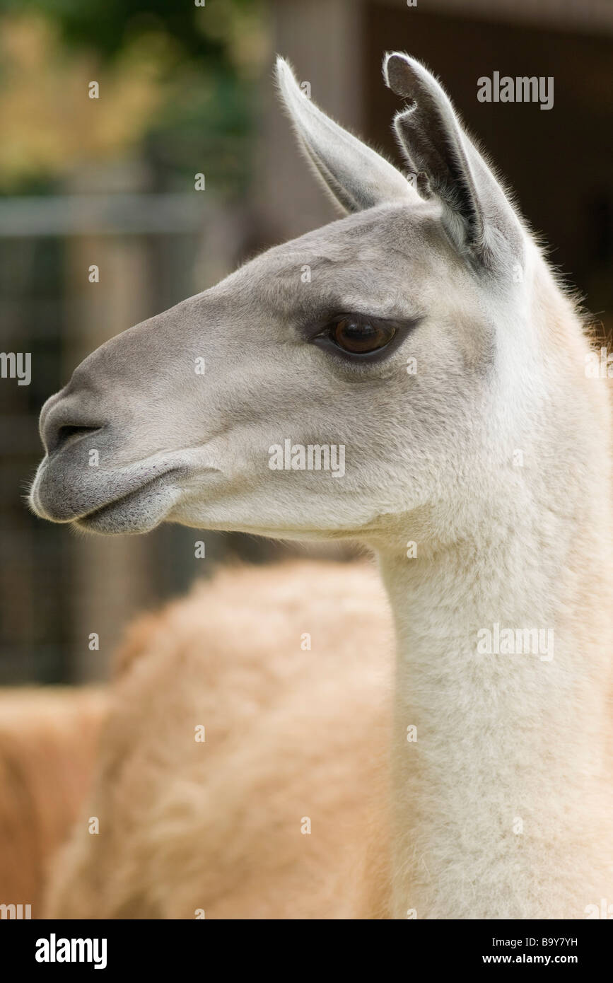 Yeux de lama Banque de photographies et d’images à haute résolution - Alamy