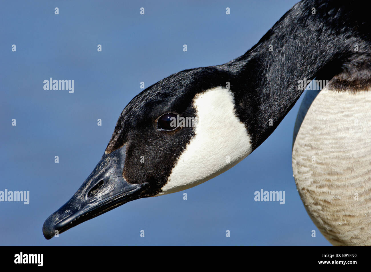 Bernache du canada portrait de branta canadensis Banque de ...