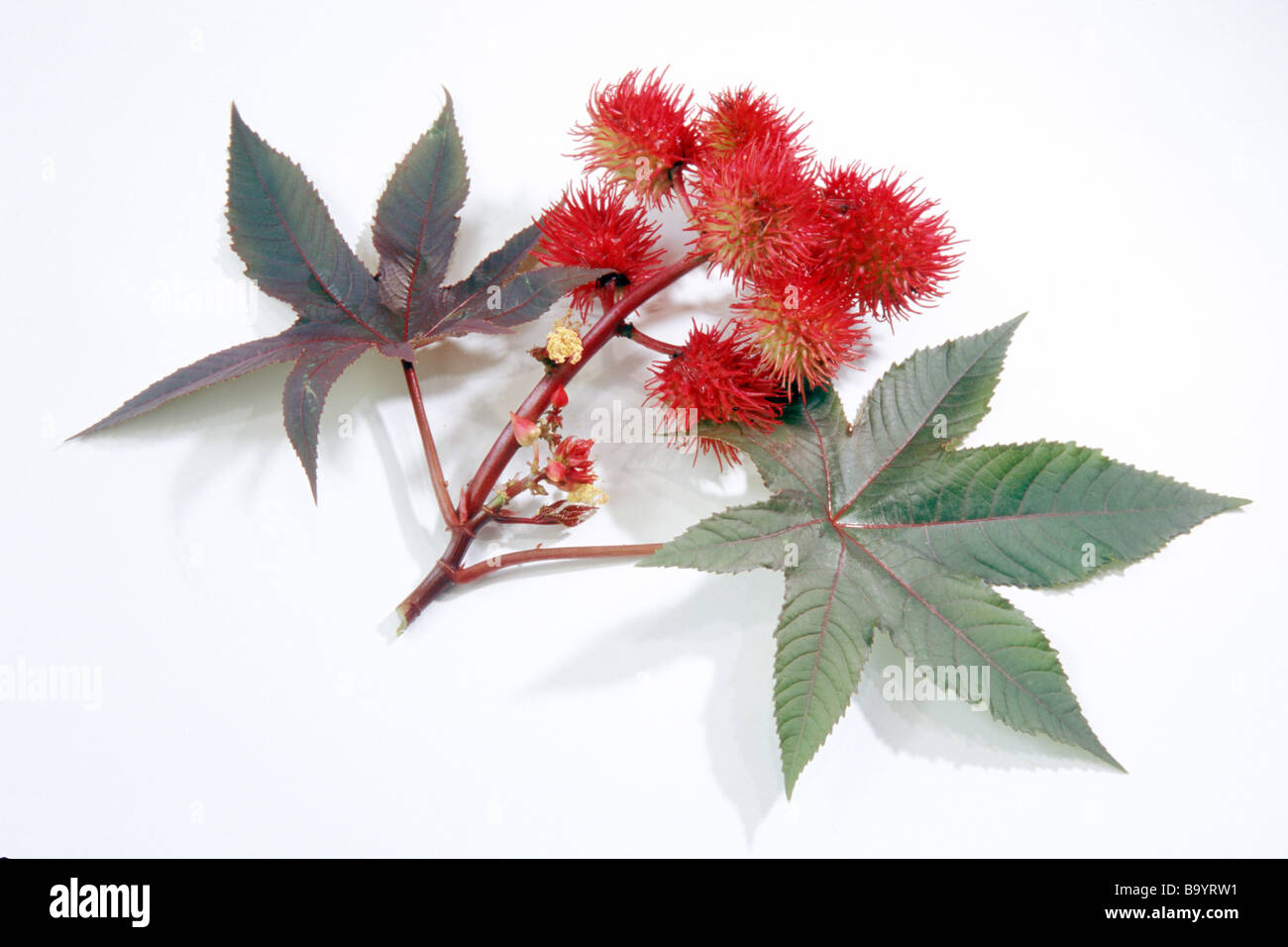 Ricinus communis Banque de photographies et d’images à haute résolution ...
