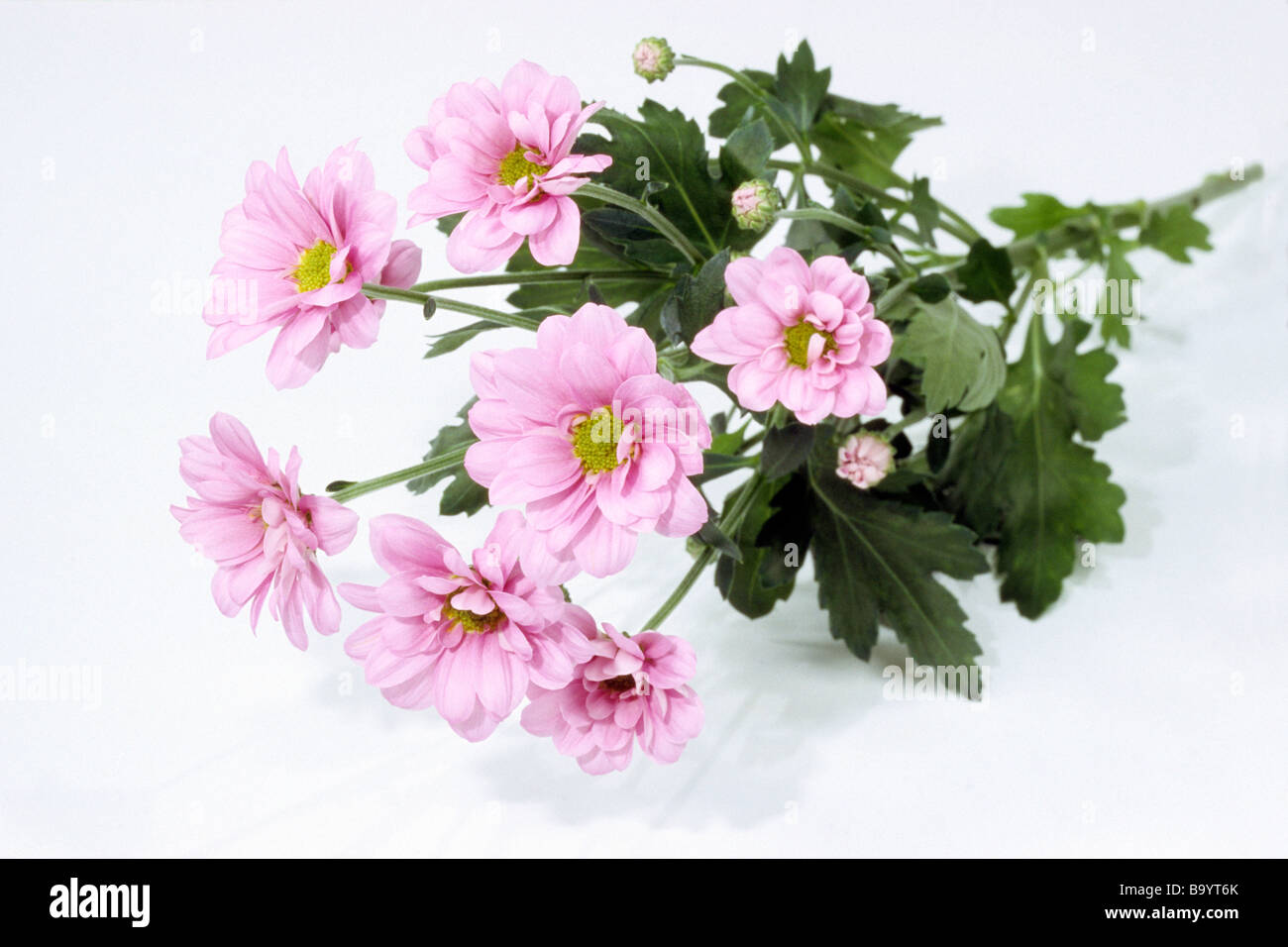 Chrysanthemum indicum Banque de photographies et d’images à haute ...