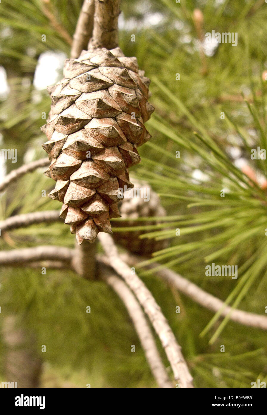 Pinus pinaster cone Banque de photographies et d’images à haute ...