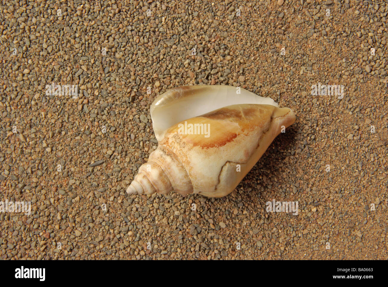 Coquille stromb Banque de photographies et d’images à haute résolution ...