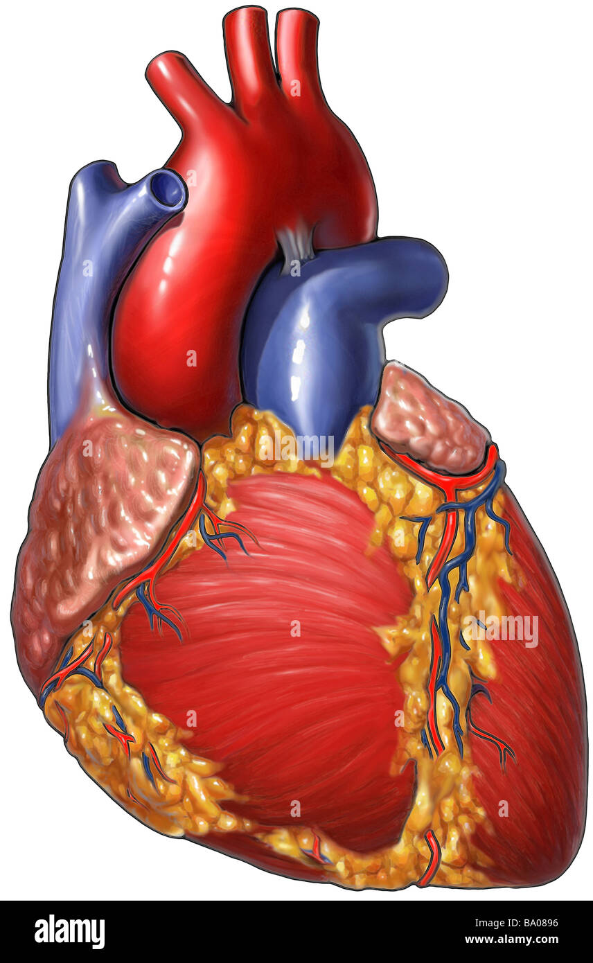Le muscle cardiaque Banque de photographies et d’images à haute ...