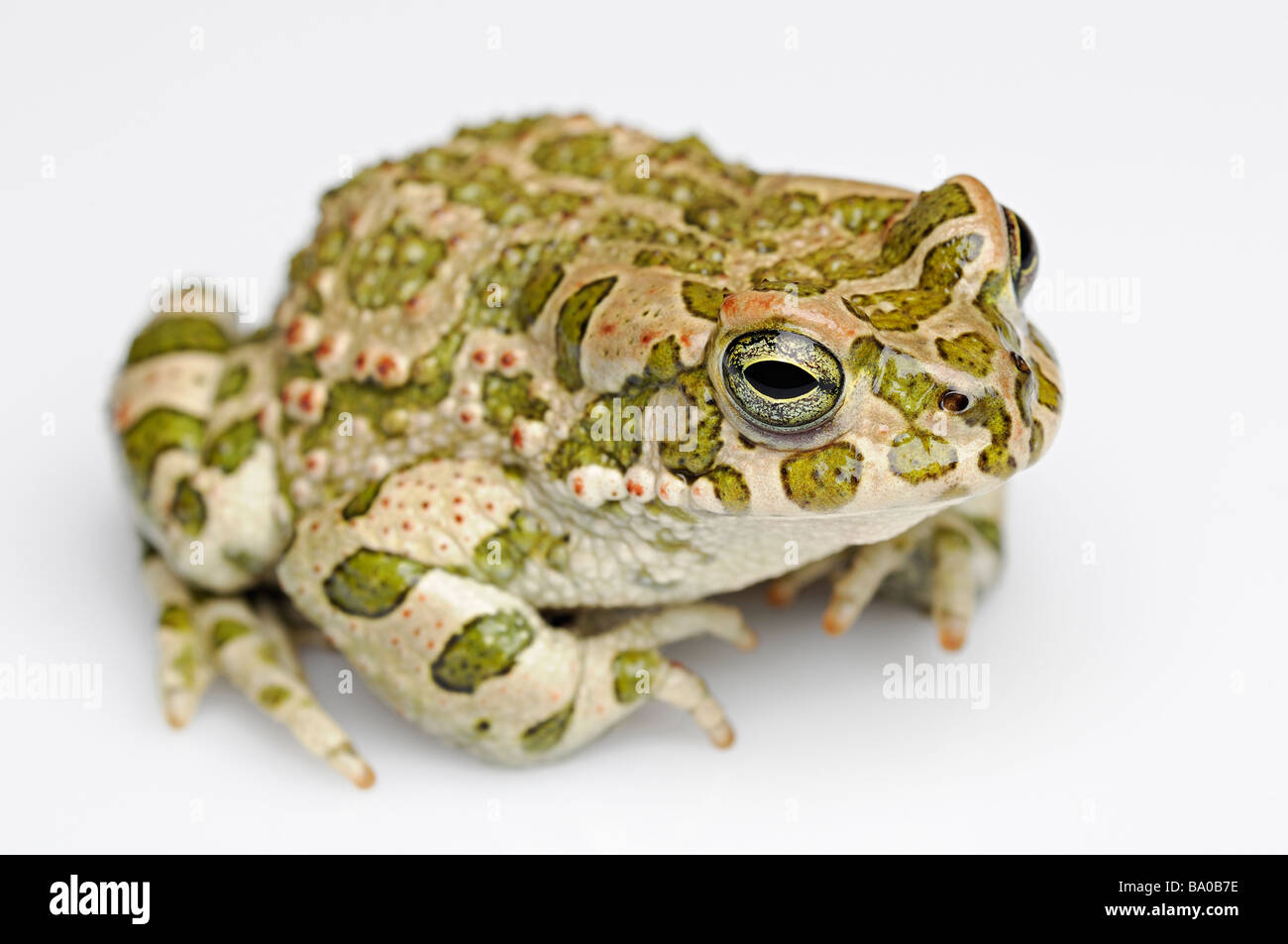 Crapaud fond blanc Banque de photographies et d’images à haute ...