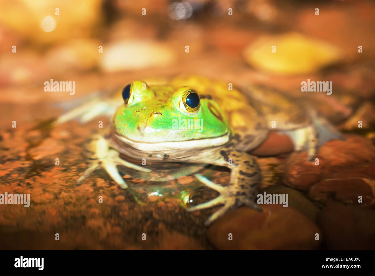 Grenouille ouaouaron Banque de photographies et d’images à haute ...