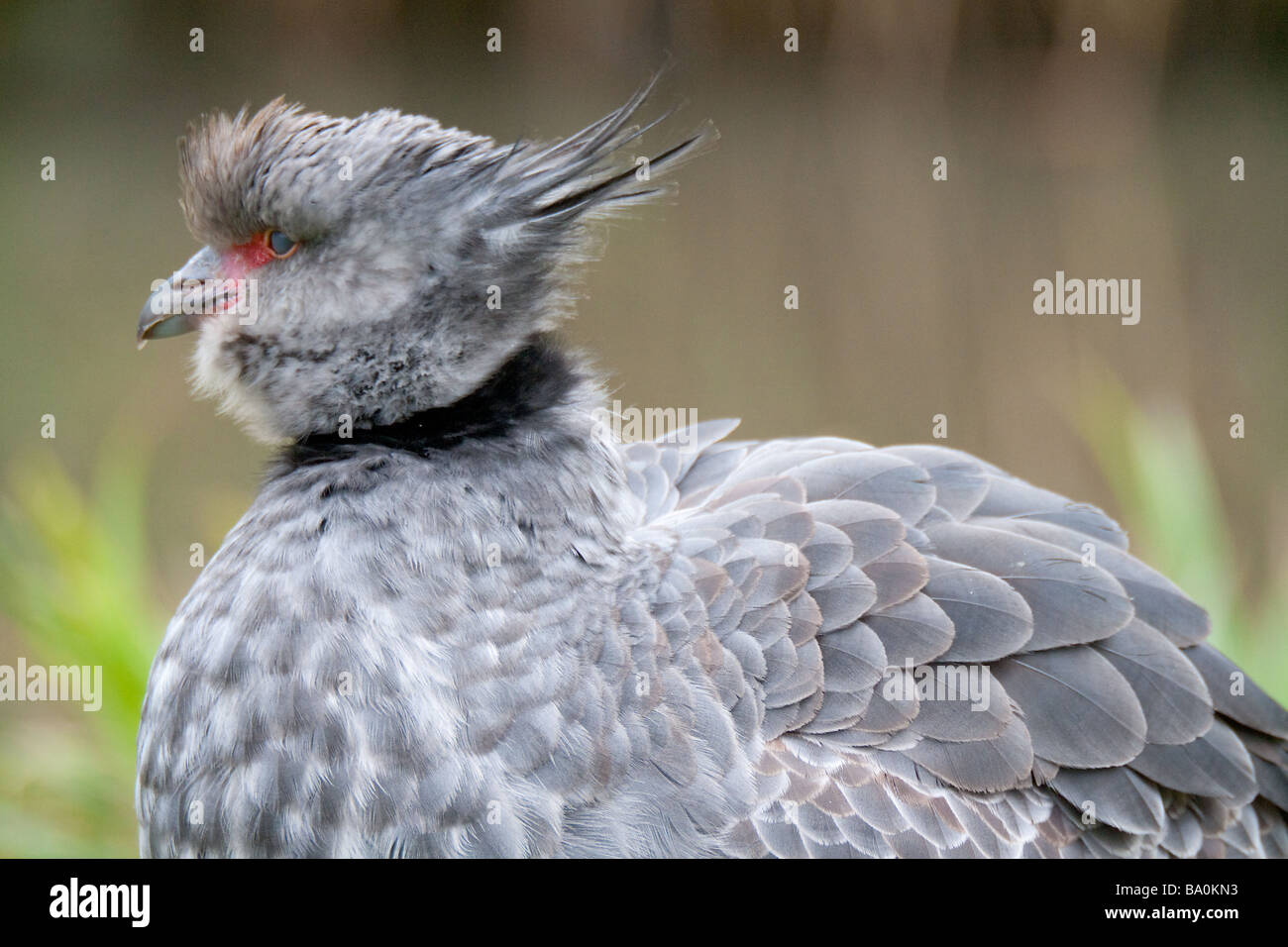 Crested screamer Banque de photographies et d’images à haute résolution ...