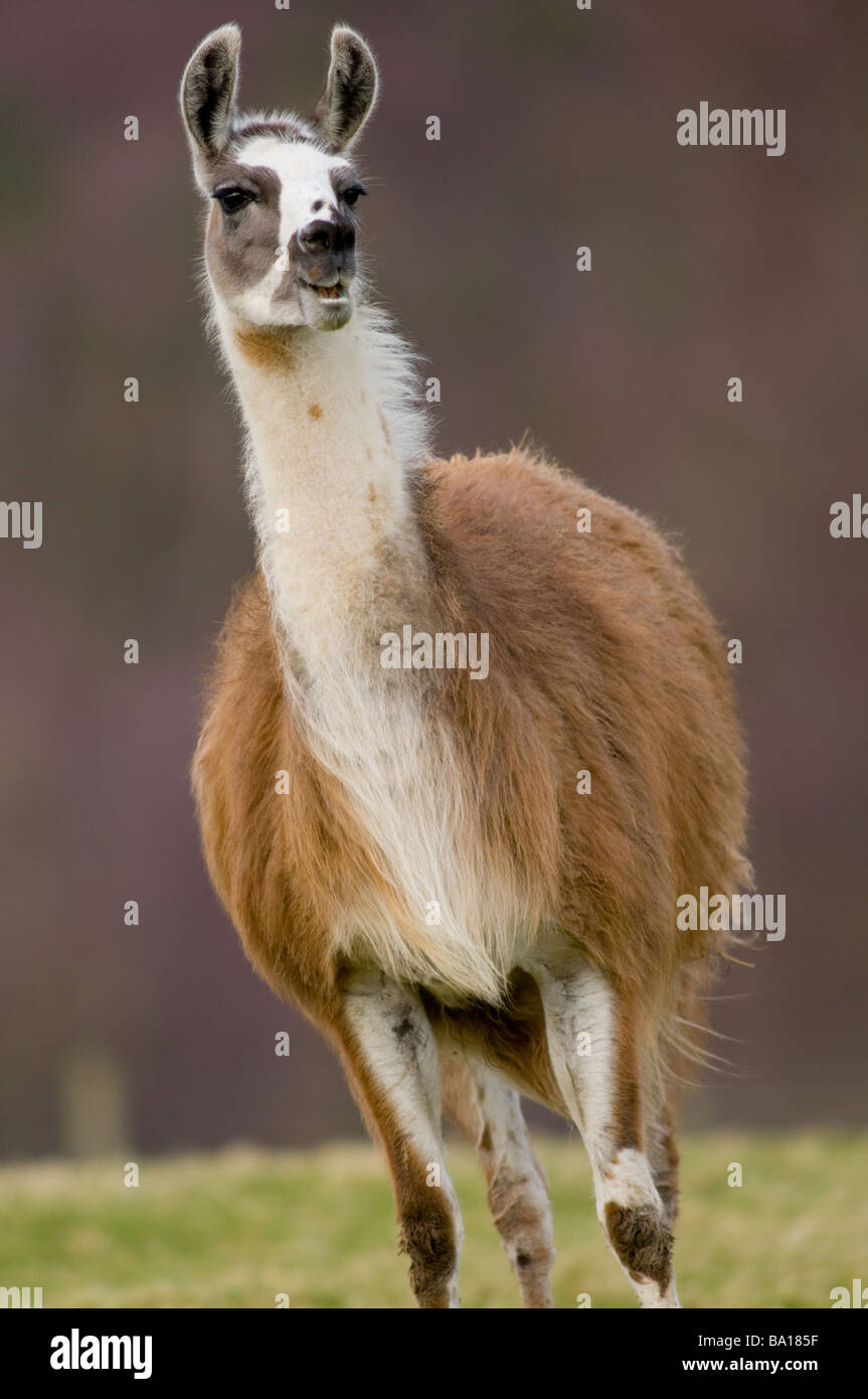 Lama glama Banque de photographies et d’images à haute résolution - Alamy