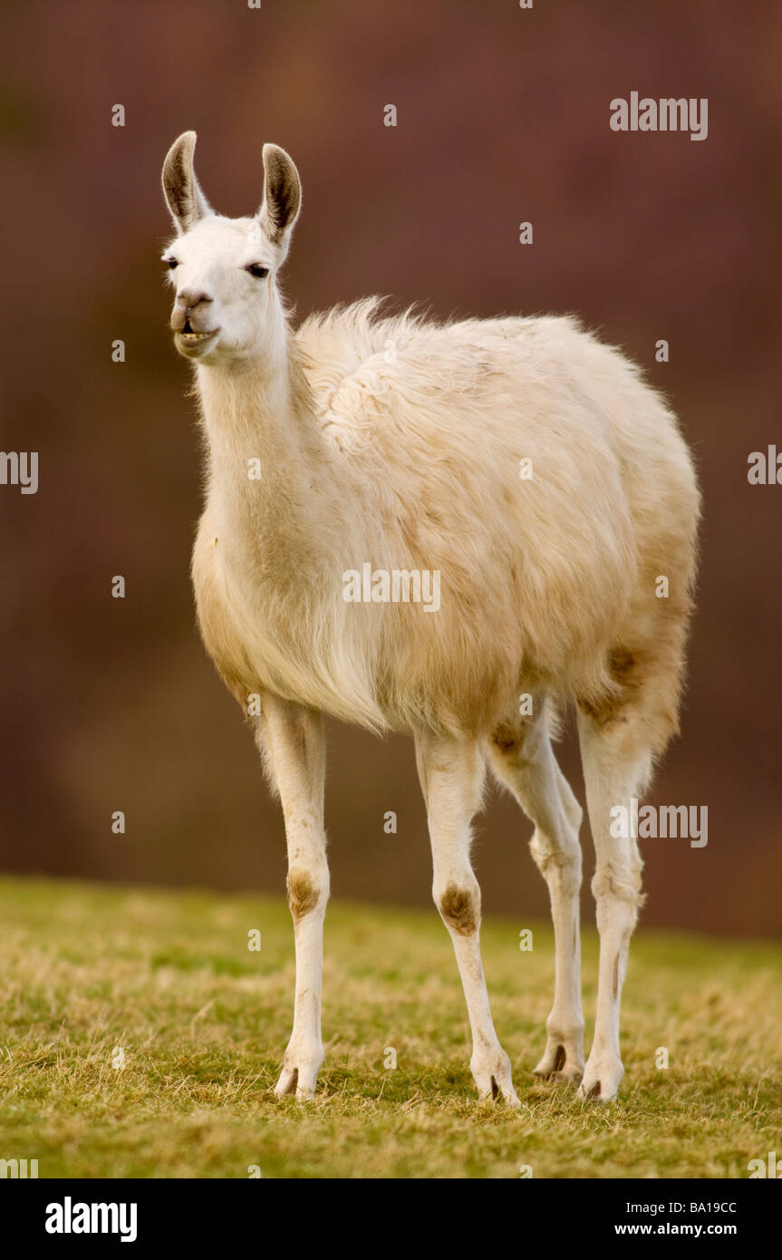 Lama glama Banque de photographies et d’images à haute résolution - Alamy