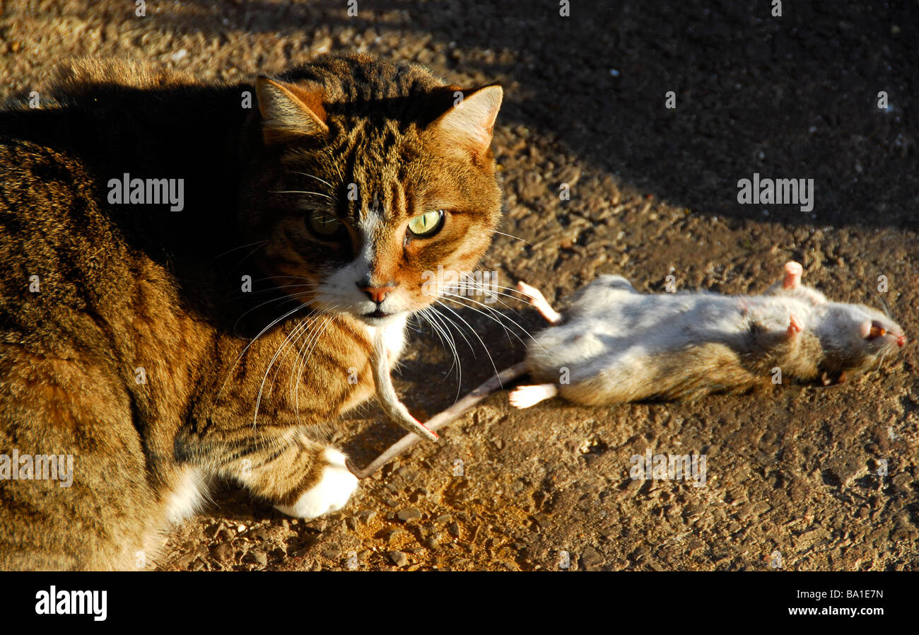 Chat et rat Banque de photographies et d’images à haute résolution - Alamy