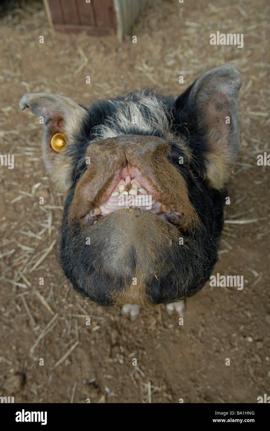 Cochon de terre Banque de photographies et d’images à haute résolution ...