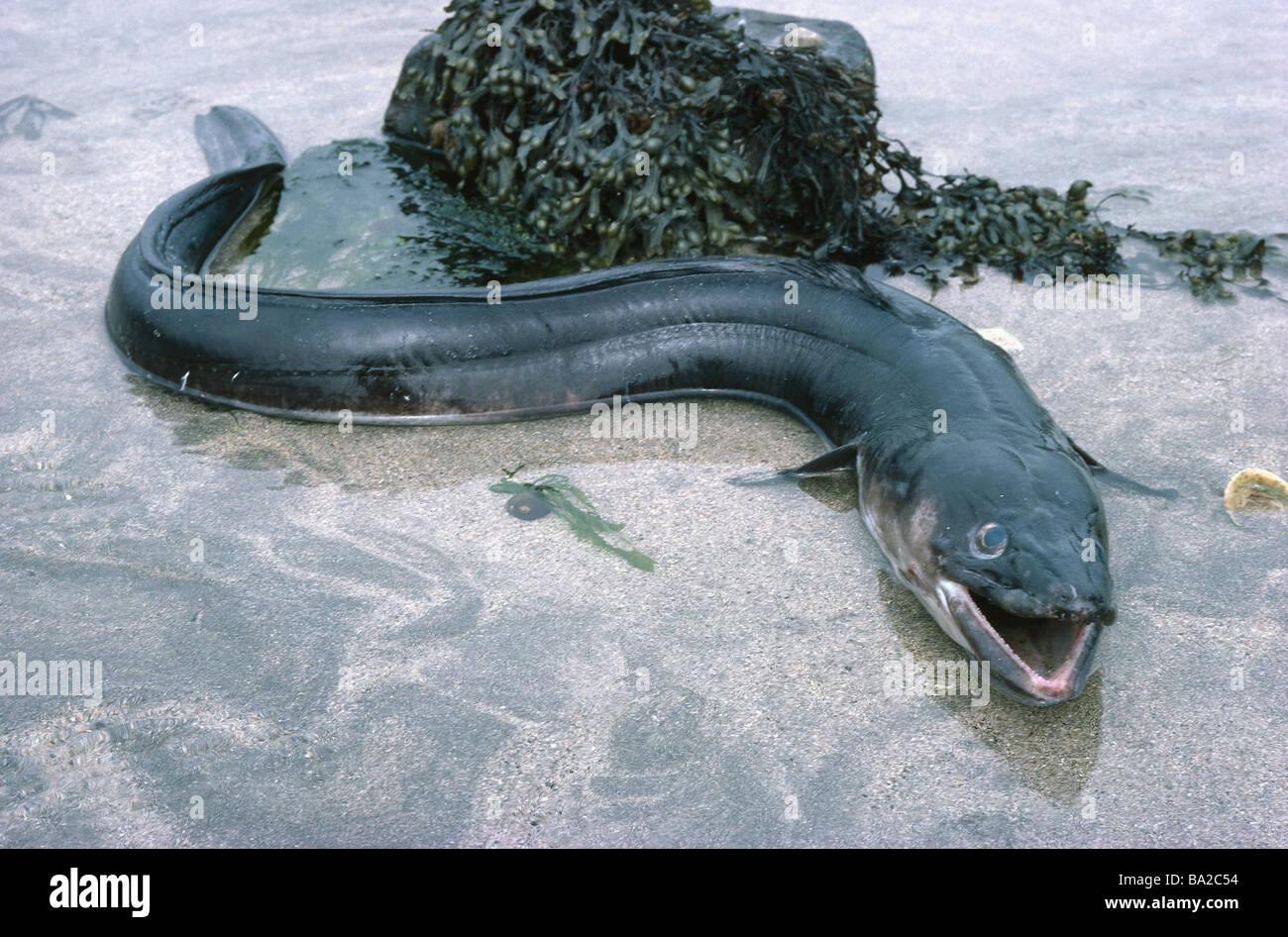 Plage mer Lançon Anguille poisson Congre Congre anguille de mer ...