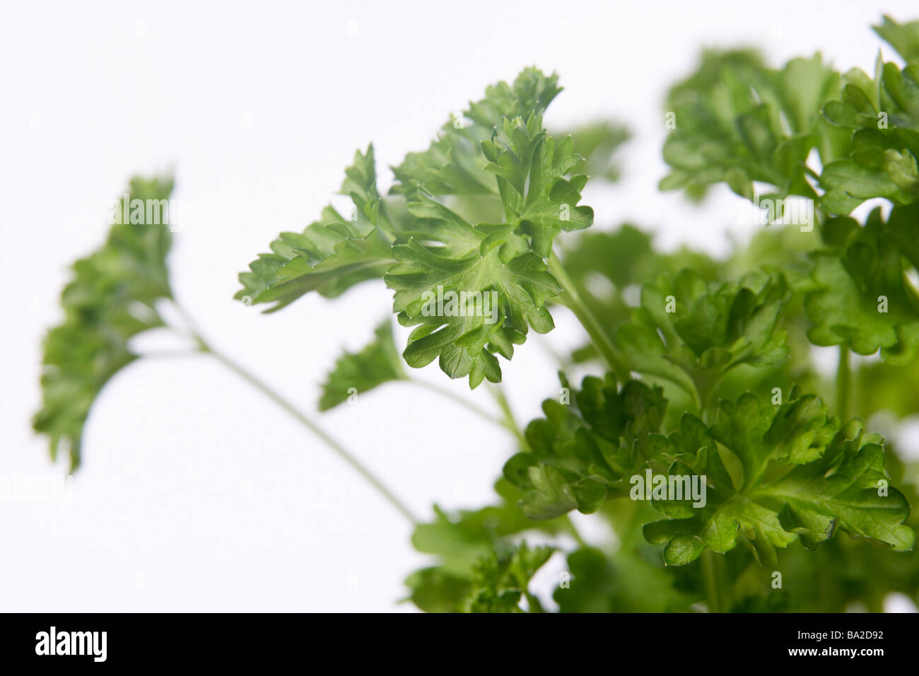 Plante de persil Banque de photographies et d’images à haute résolution ...