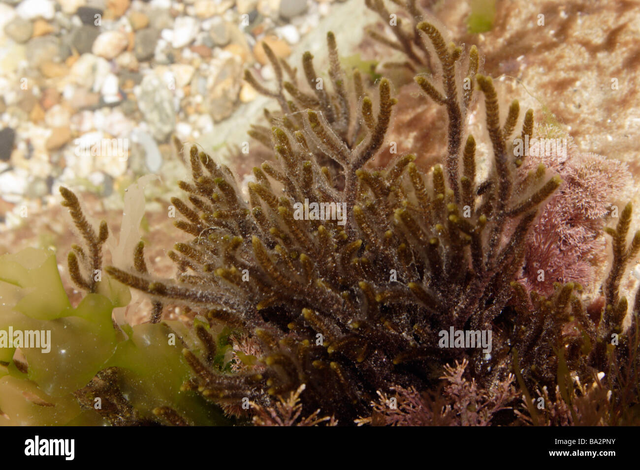 Algue Brune Banque d'image et photos - Alamy