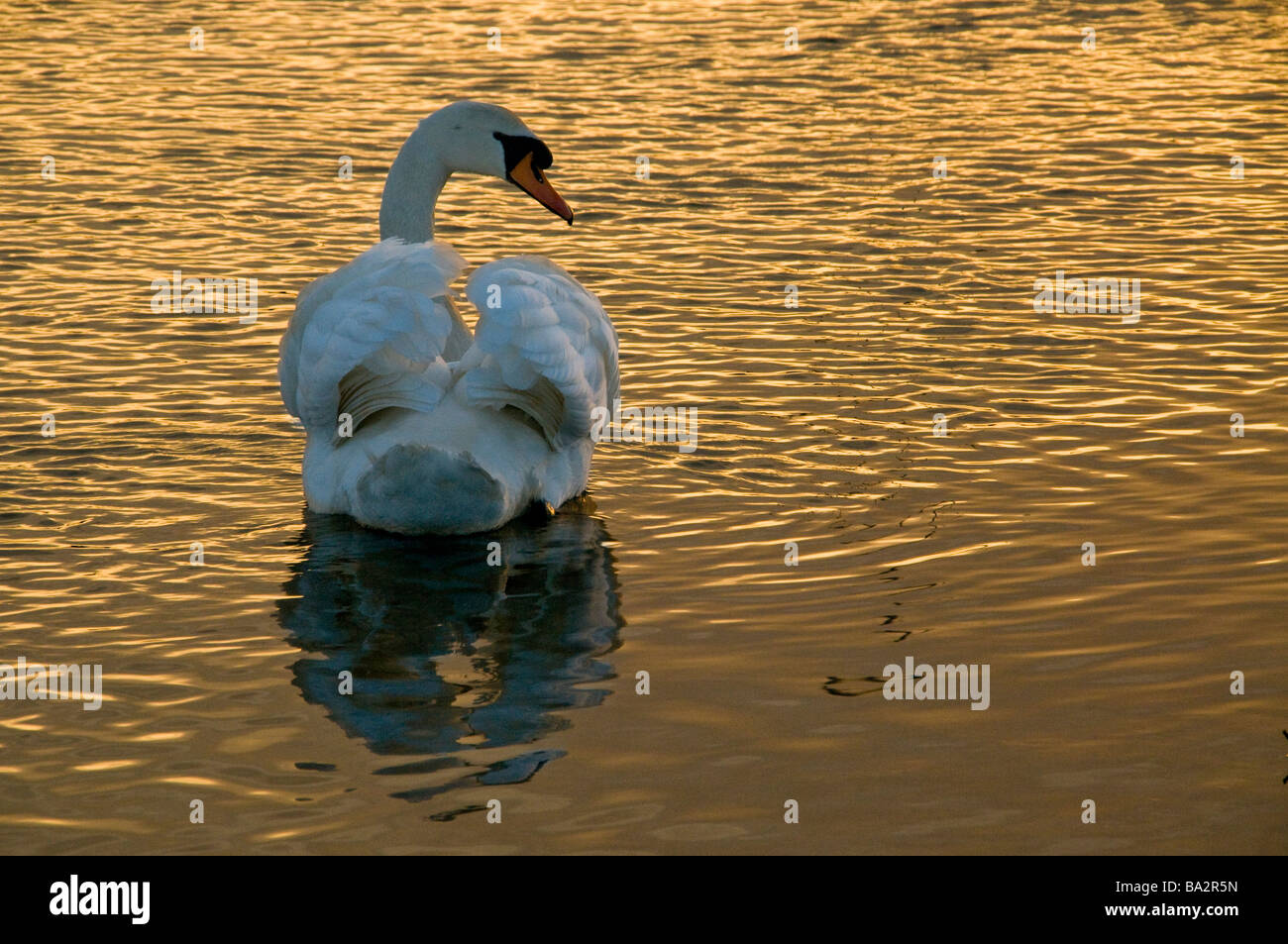 Le cygne Banque de photographies et d’images à haute résolution - Alamy
