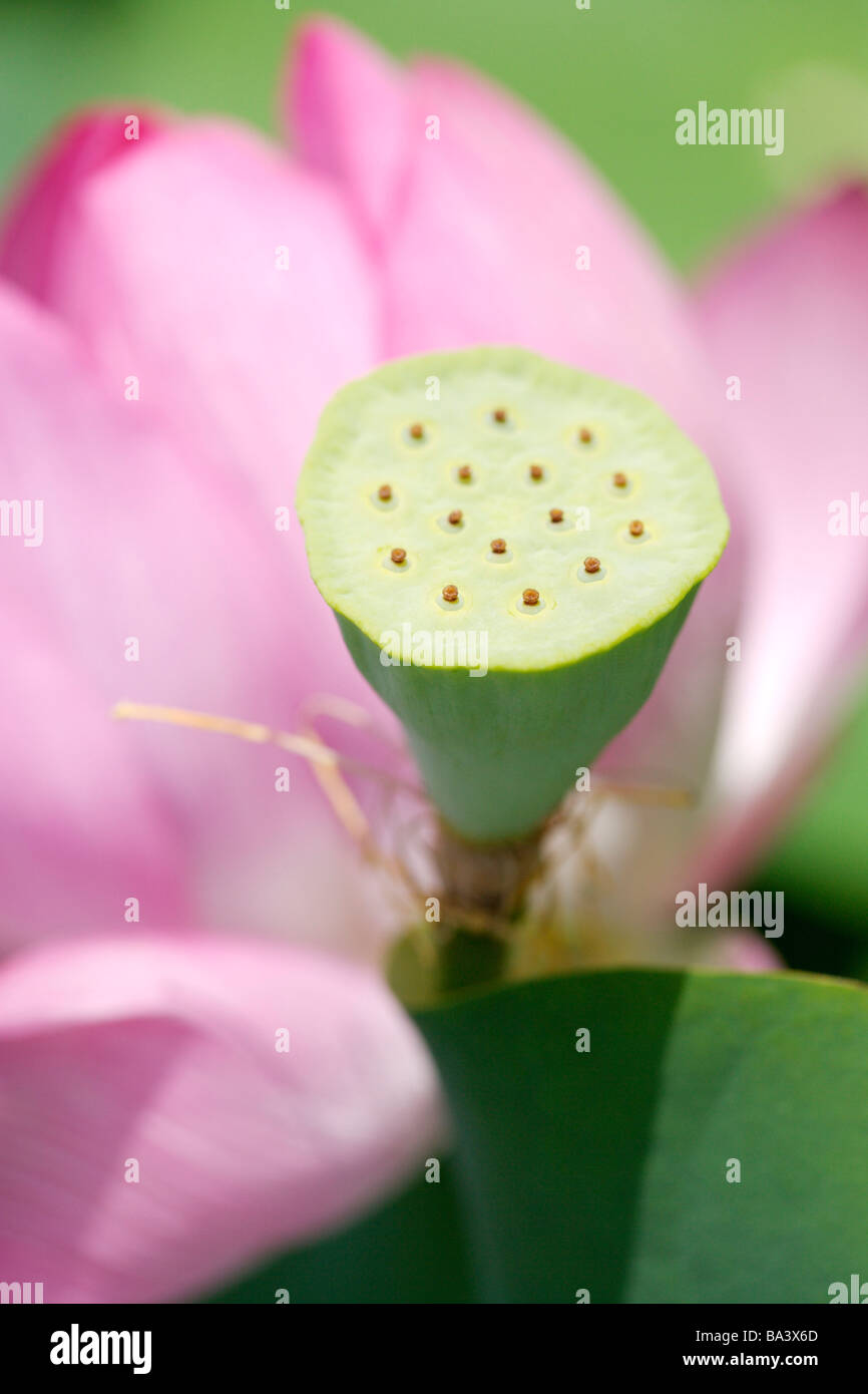 Lotus pod Banque de photographies et d’images à haute résolution - Alamy