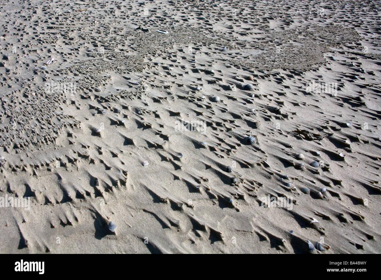 Plage de sable reflux marées moules plage mer-bulls modèles nature ...
