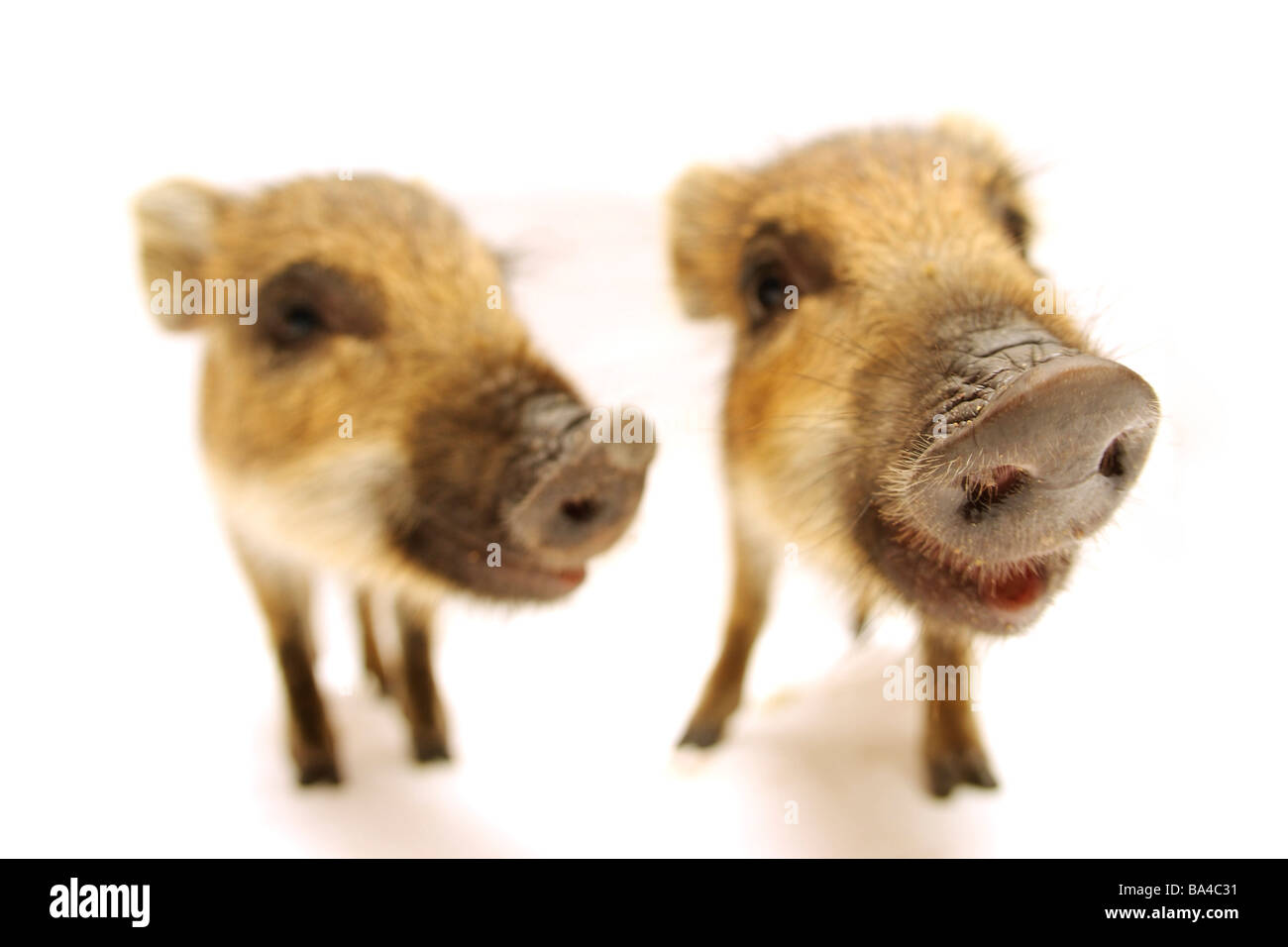 Porcelets sauvages Banque d'images détourées - Alamy