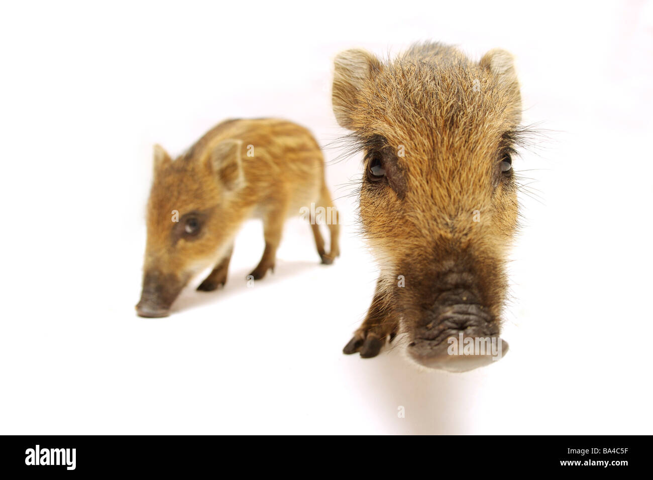 Porcelets sauvages Banque d'images détourées - Alamy