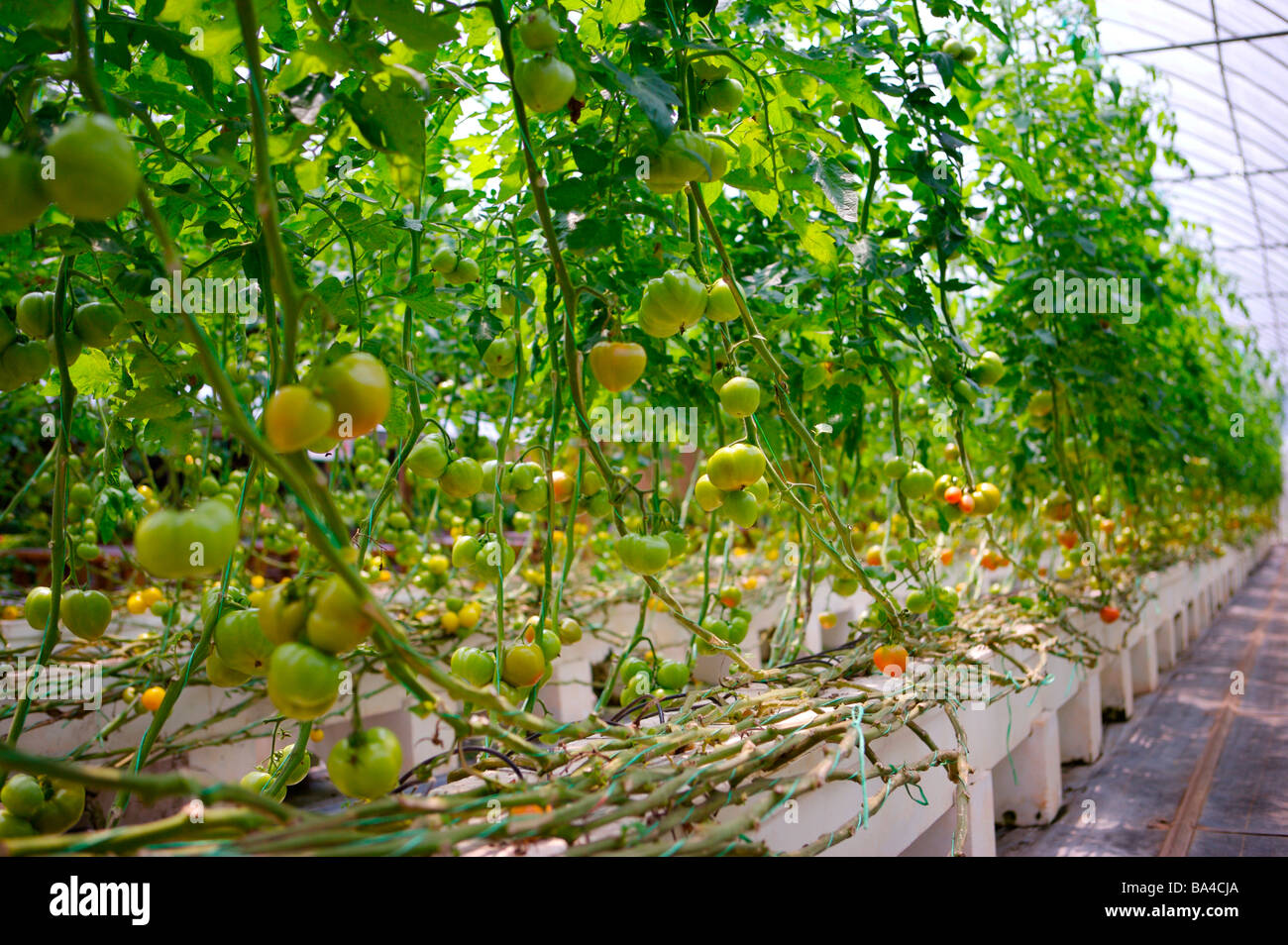 Champ de tomates Banque de photographies et d’images à haute résolution ...