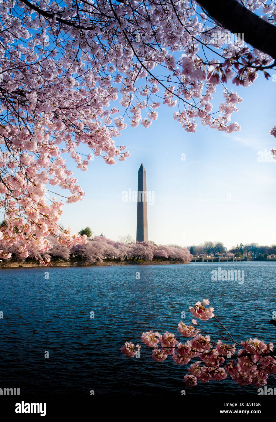 Washington dc fleurs de cerisier Banque de photographies et d’images à ...