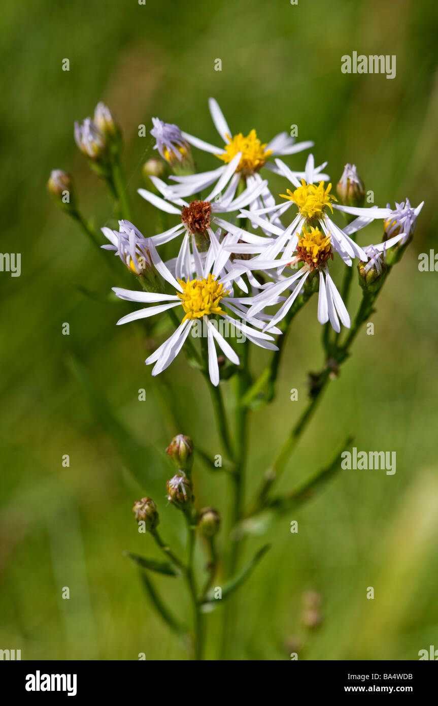 Sea aster aster tripolium Banque de photographies et d’images à haute ...
