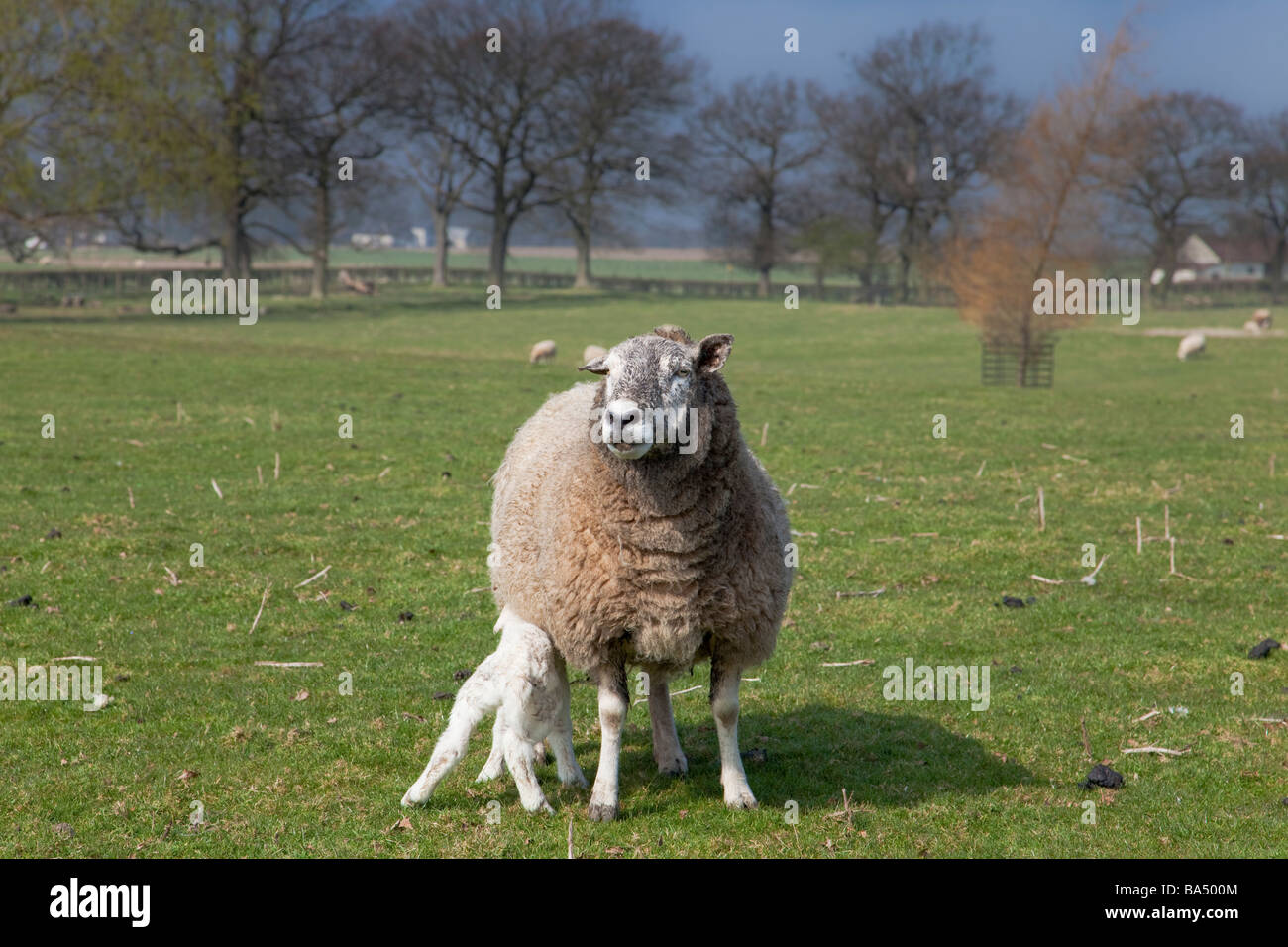 Ewe lamb sheep mother offspring lamb Banque de photographies et d ...