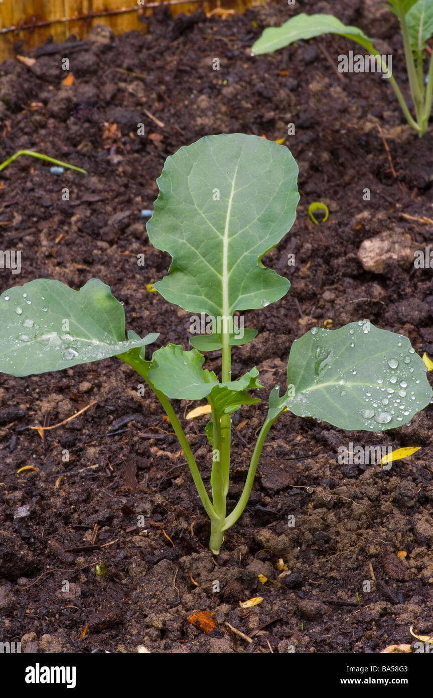 Plantules de feuilles Banque de photographies et d’images à haute ...
