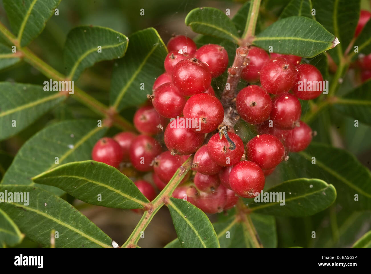Mastic tree pistacia lentiscus fruits Banque de photographies et d ...