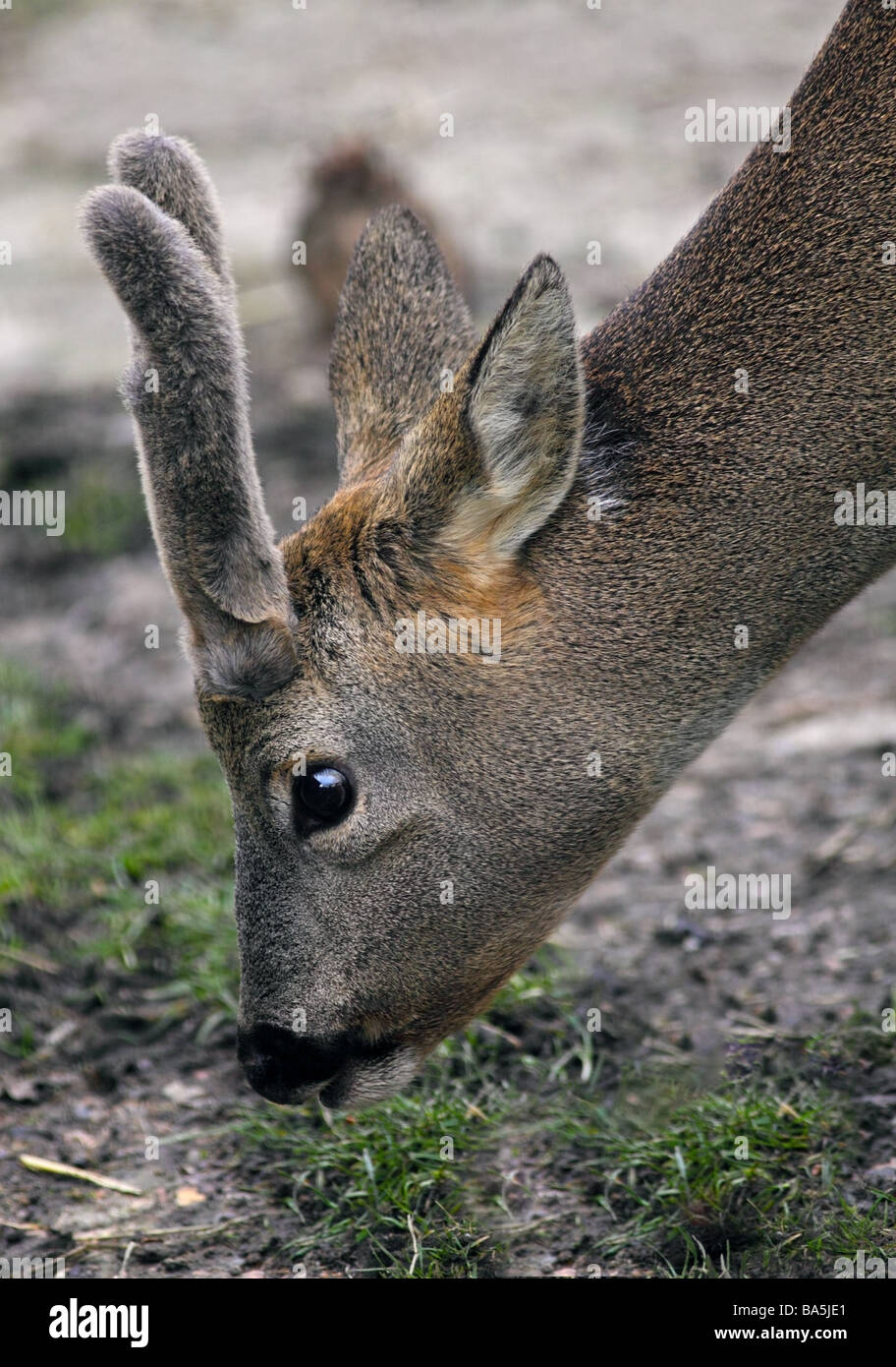 Roe deer buck profile Banque de photographies et d’images à haute ...