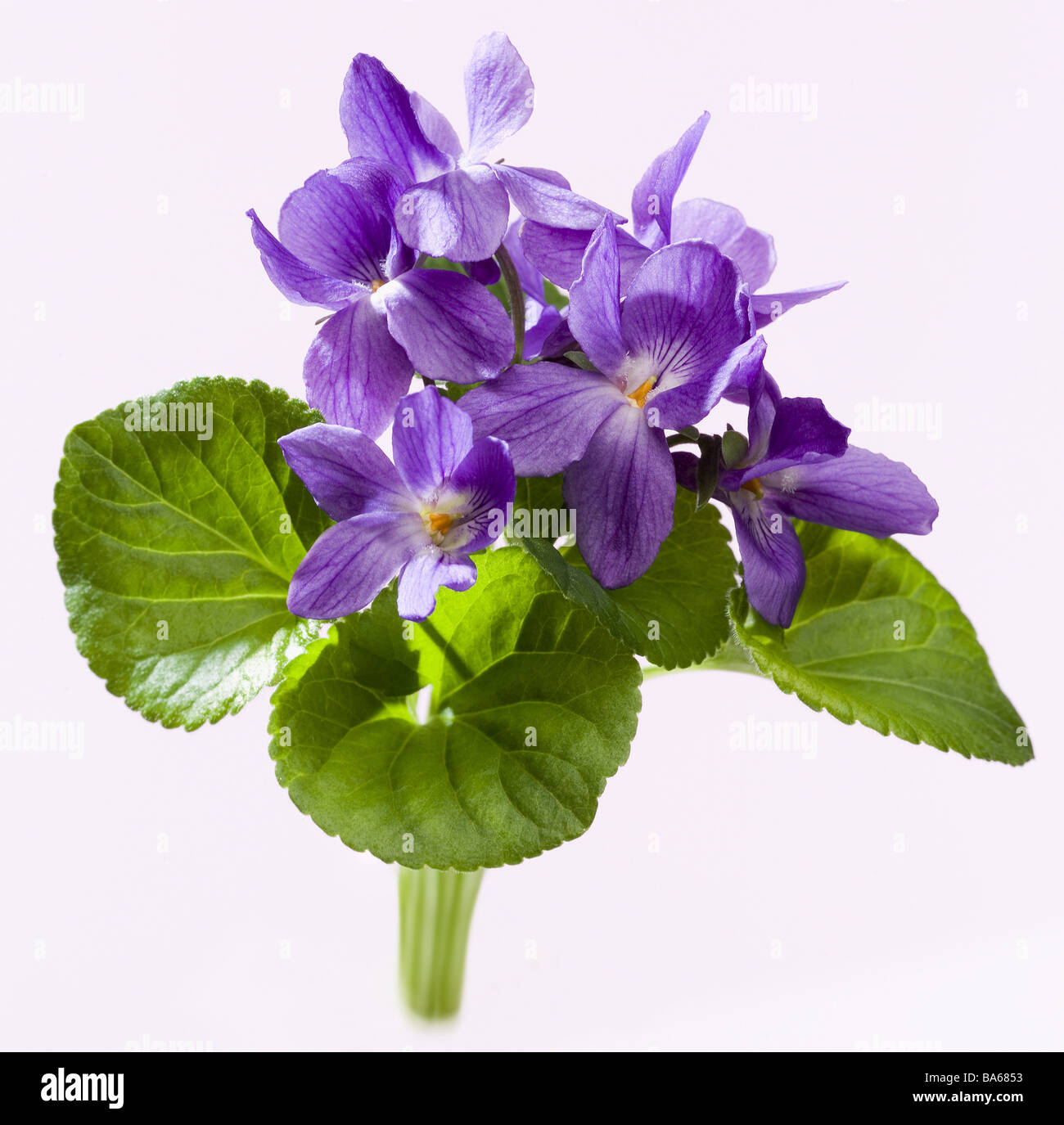 Bouquet de fleurs violettes sans parfum en magasin est Viola odorata ...