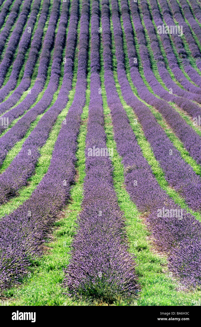 Revest du bion france provence Banque de photographies et d’images à ...