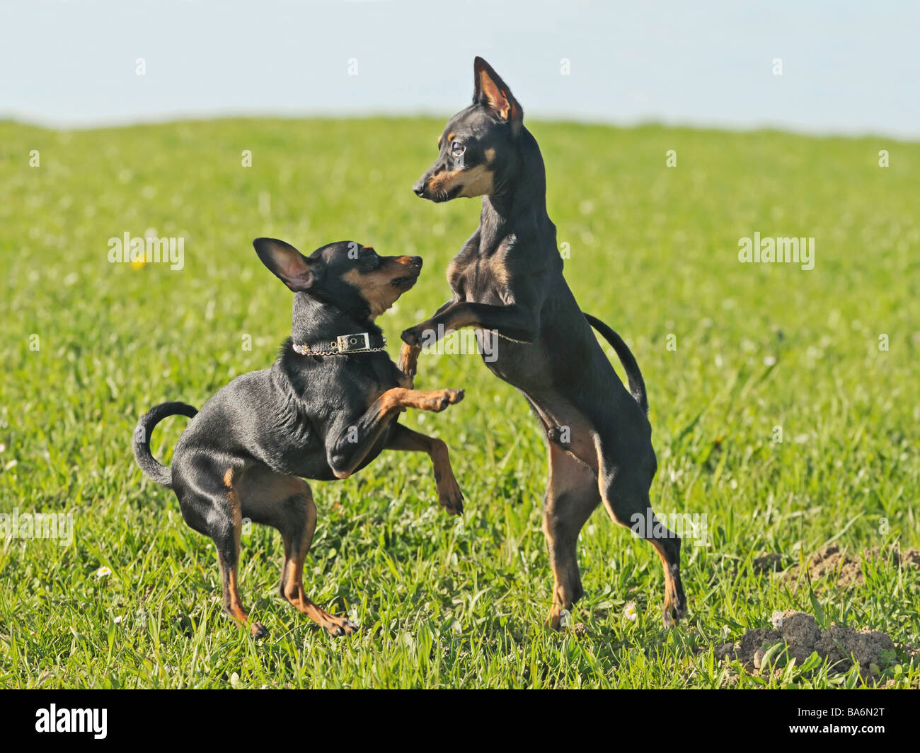 Prague ratter Banque de photographies et d’images à haute résolution ...